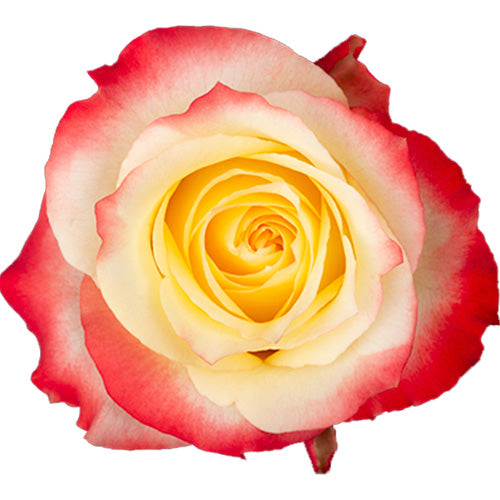 Cabaret – Botania Flower Boutique