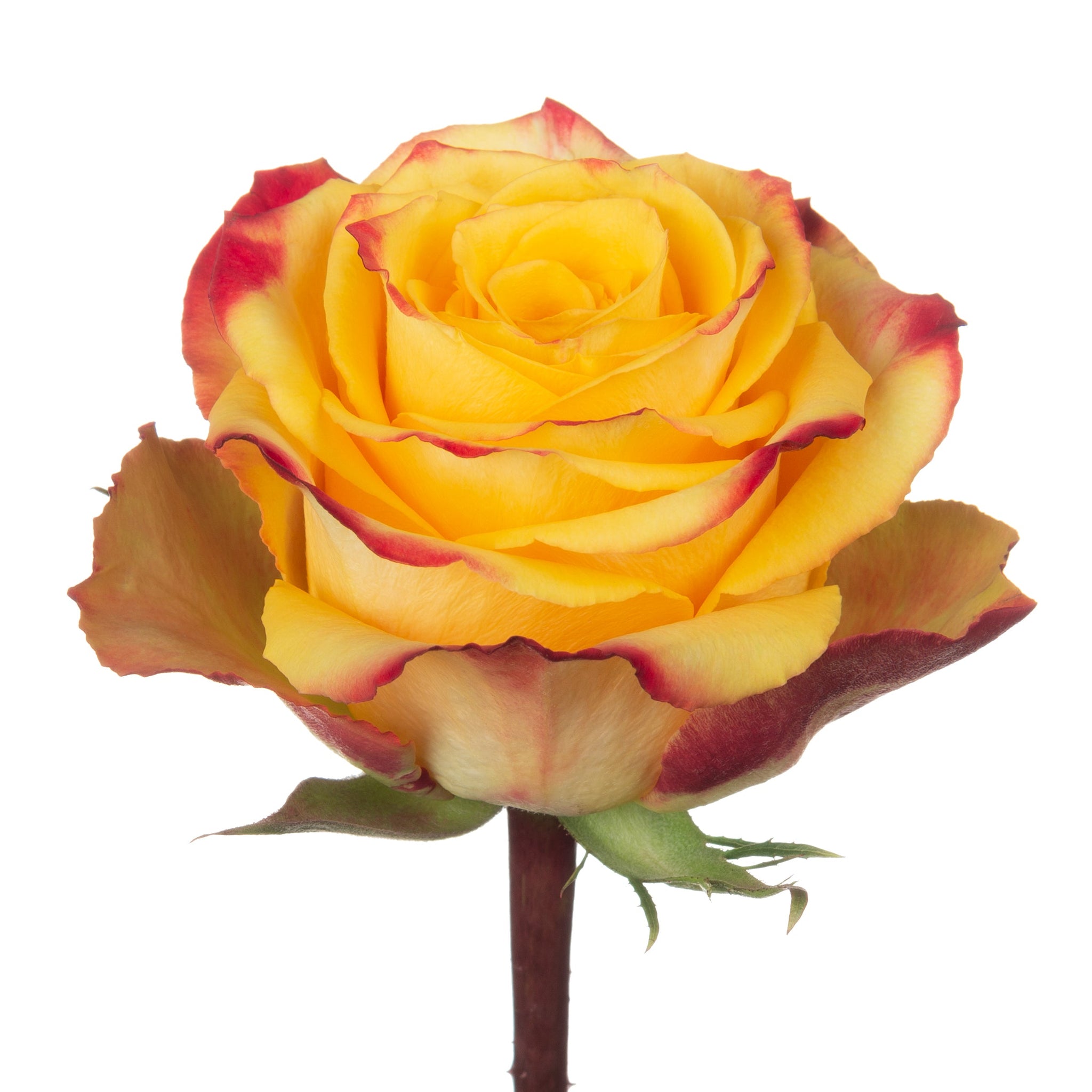 Alert – Botania Flower Boutique