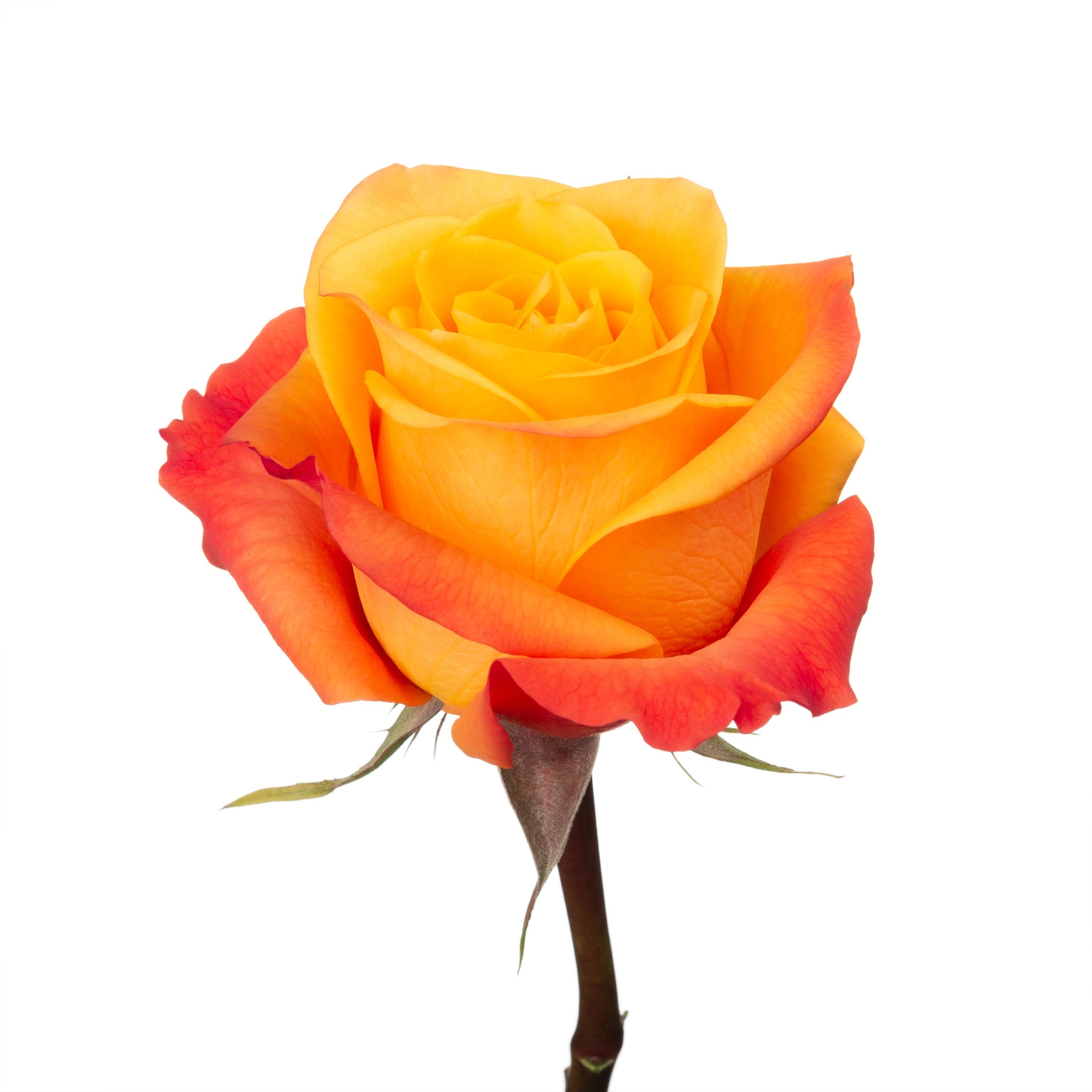 Aloha – Botania Flower Boutique