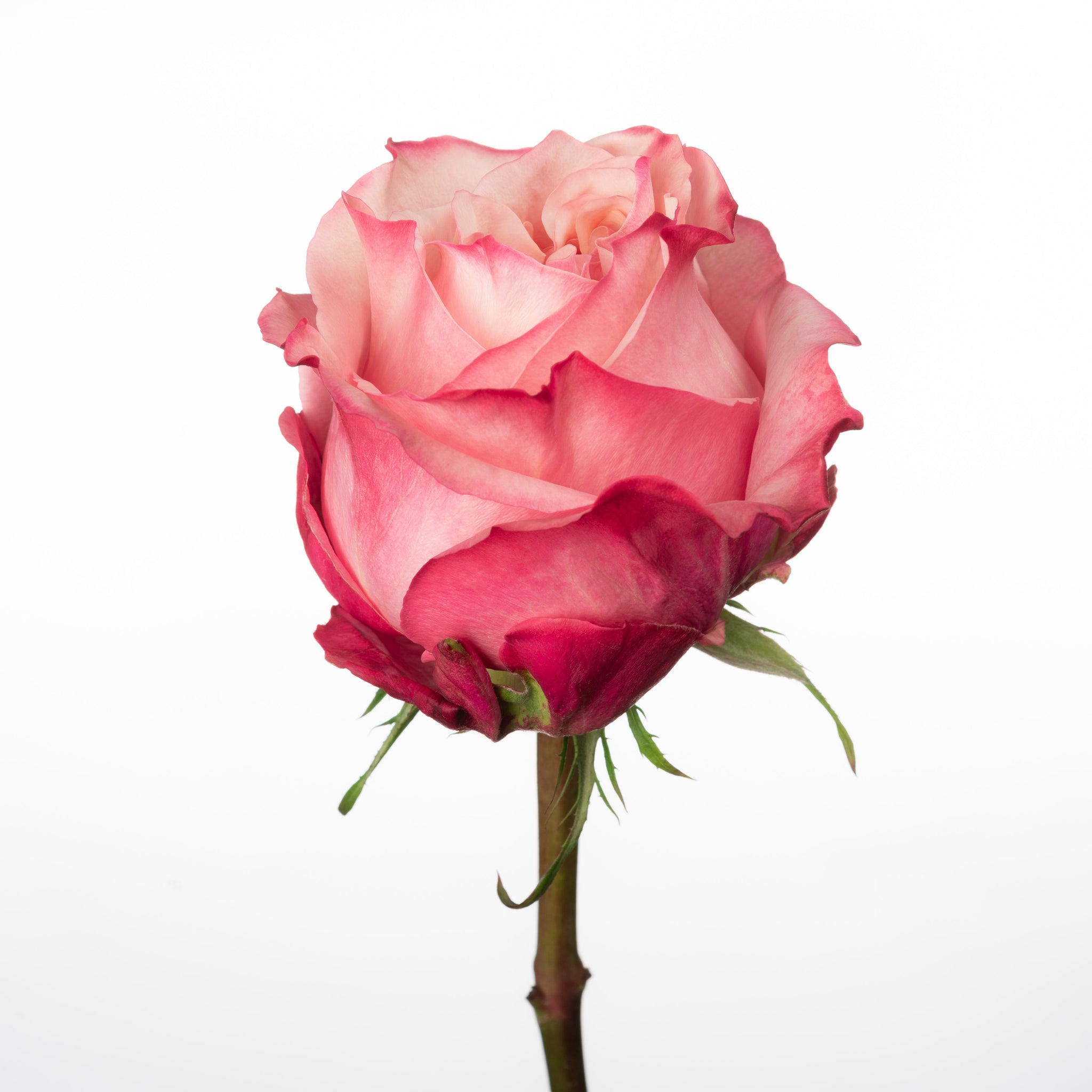 Art Rose – Botania Flower Boutique