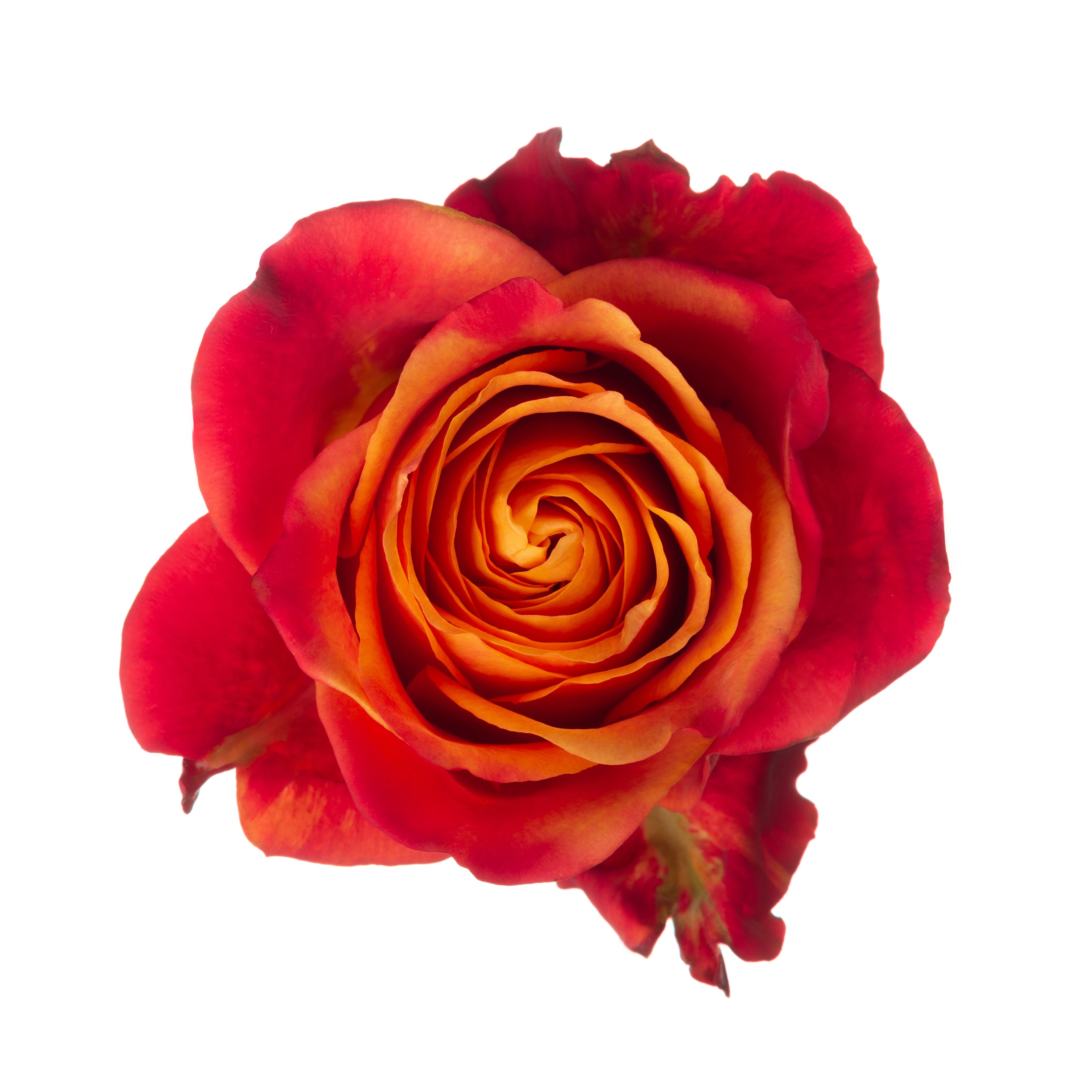 Atomic – Botania Flower Boutique