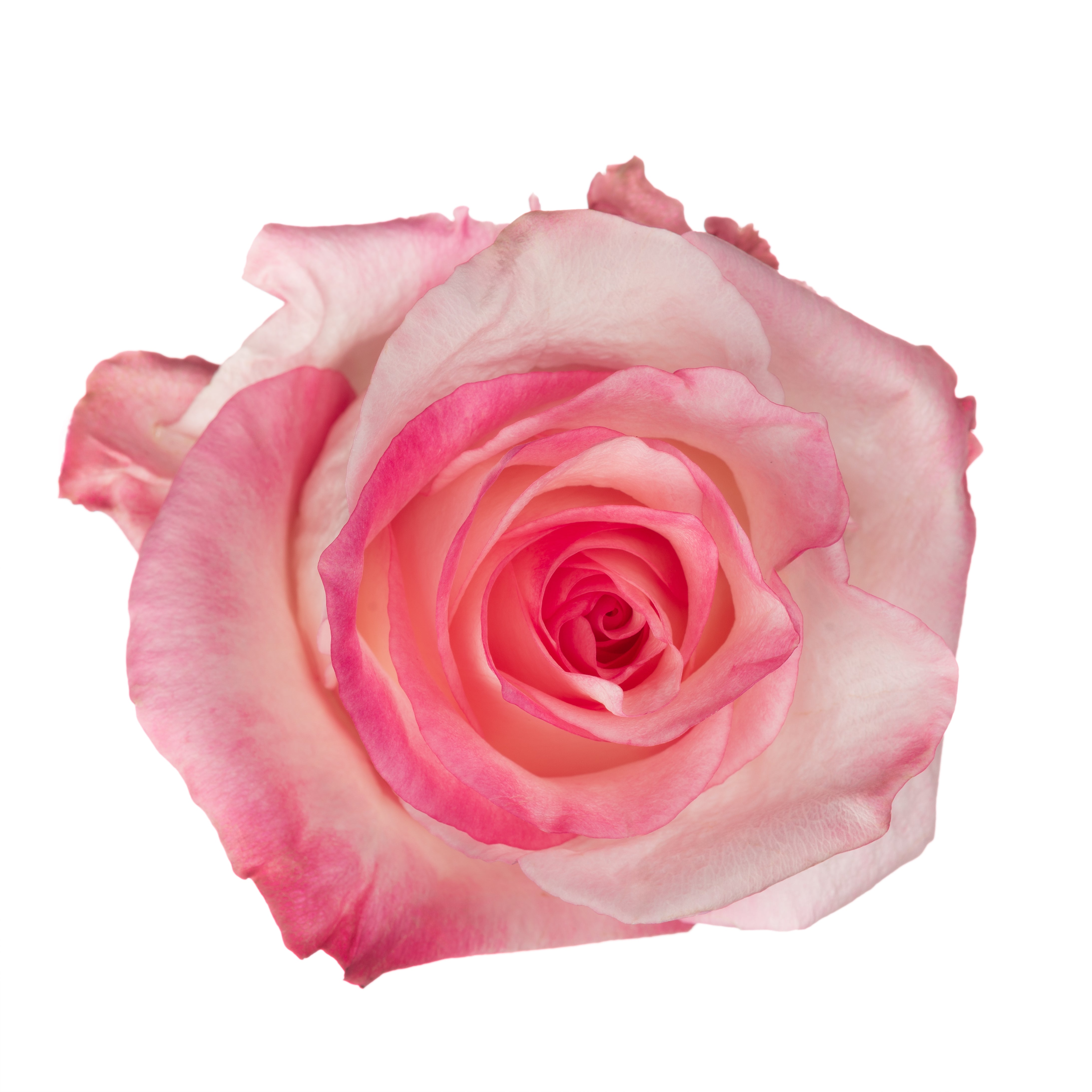 Boulevard – Botania Flower Boutique