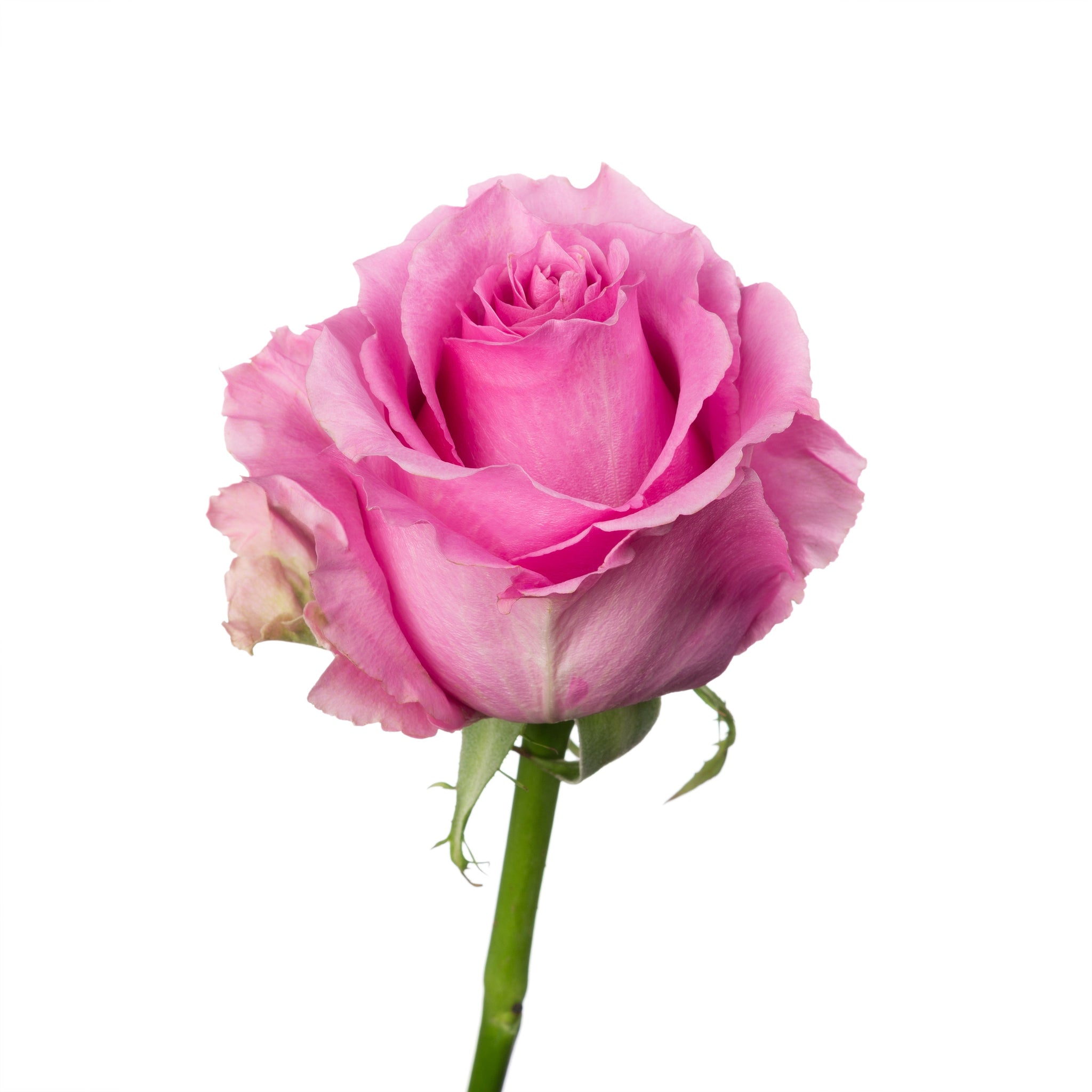 Breathless – Botania Flower Boutique