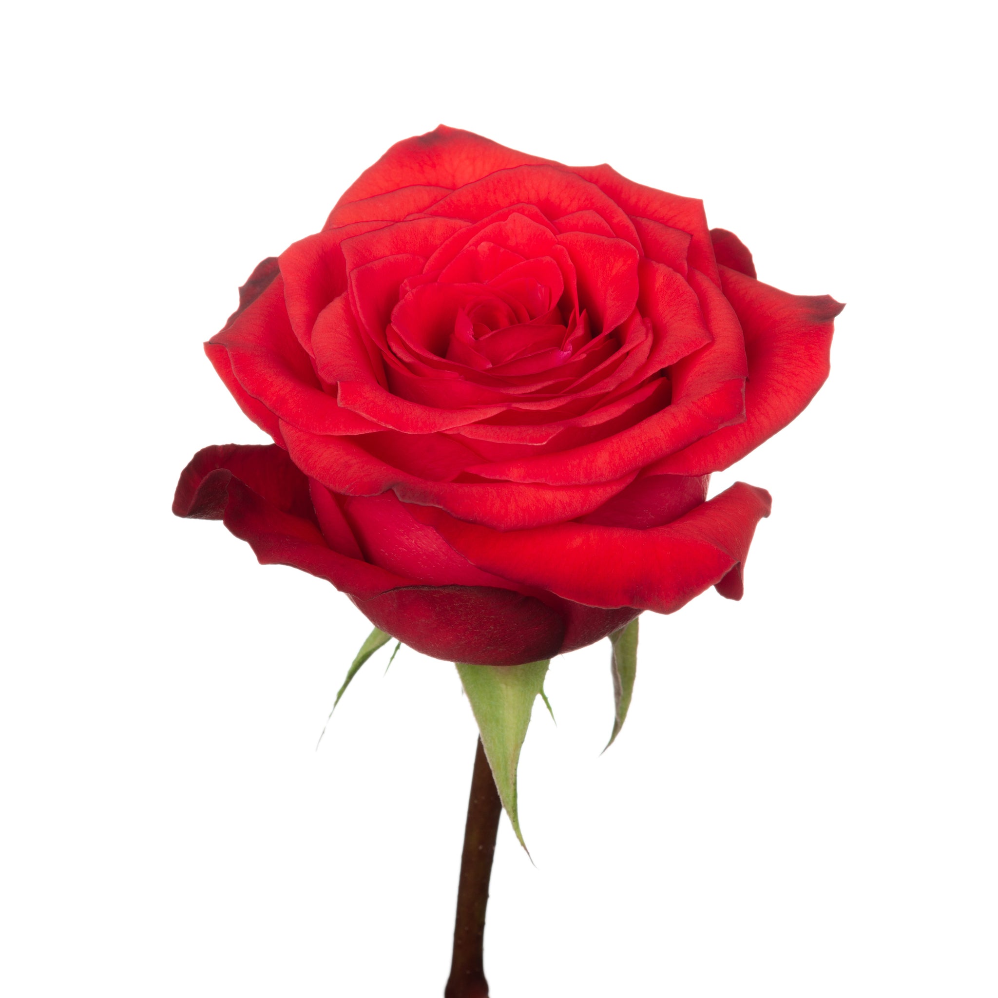 Bromo – Botania Flower Boutique