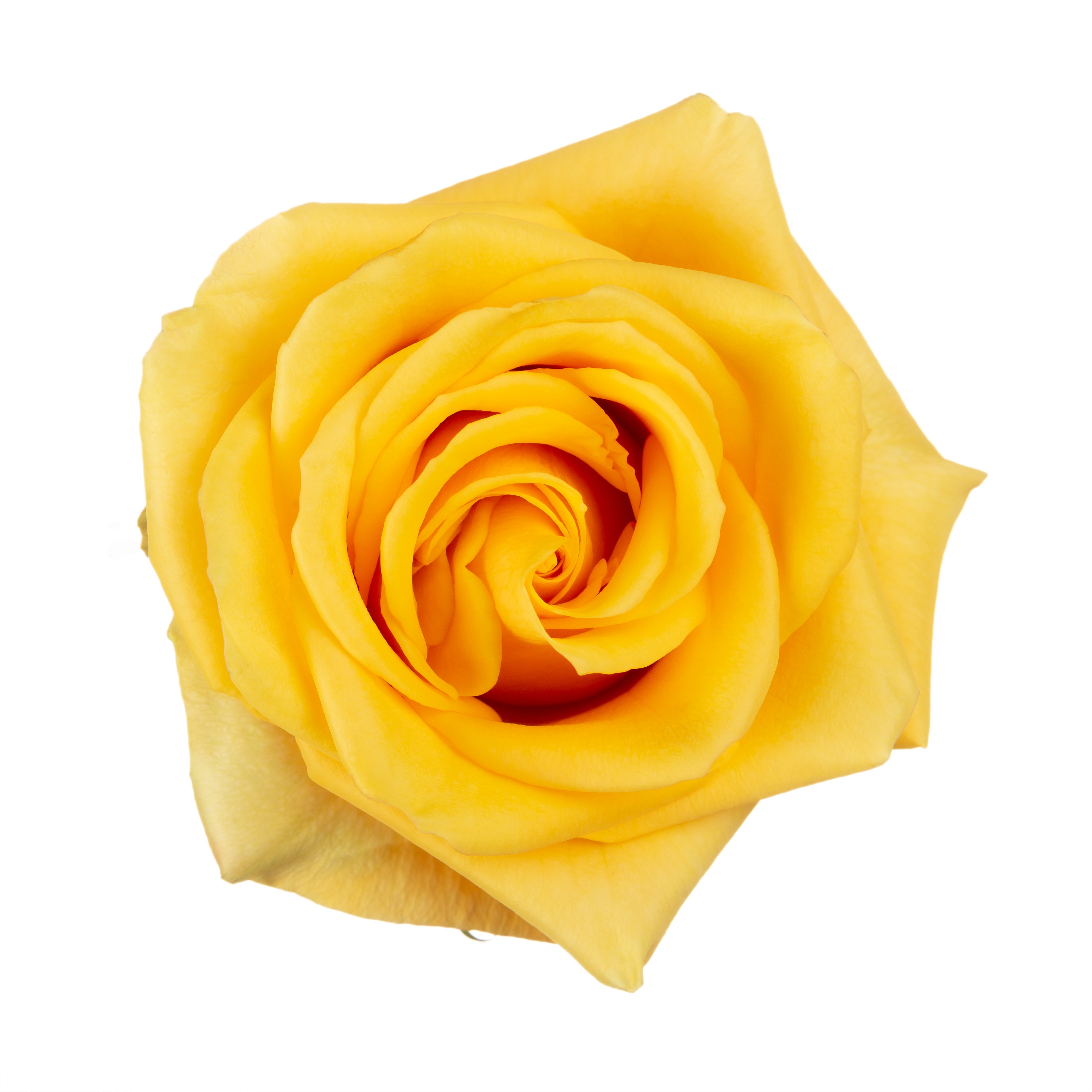 Bumblebee – Botania Flower Boutique