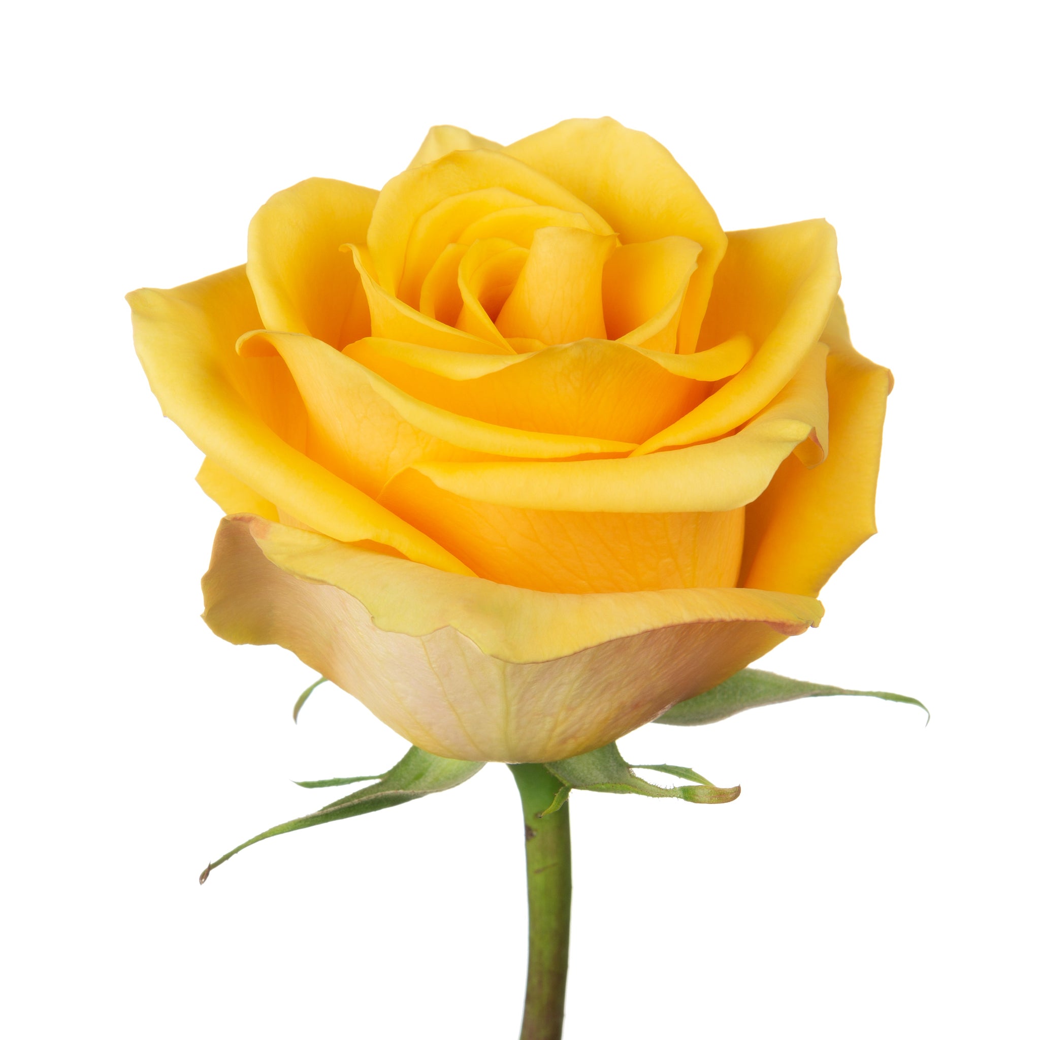 Bumblebee – Botania Flower Boutique