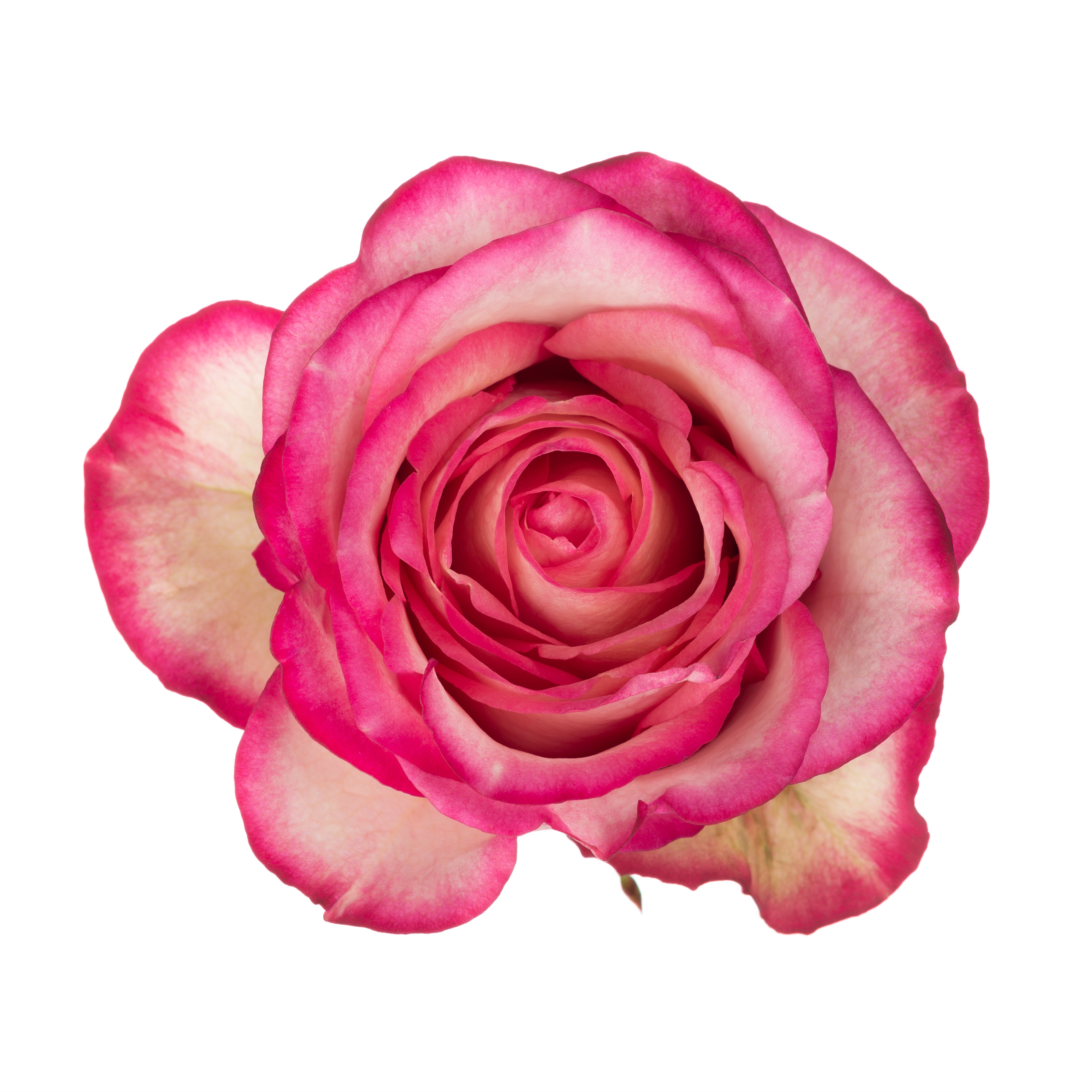 Carousel – Botania Flower Boutique