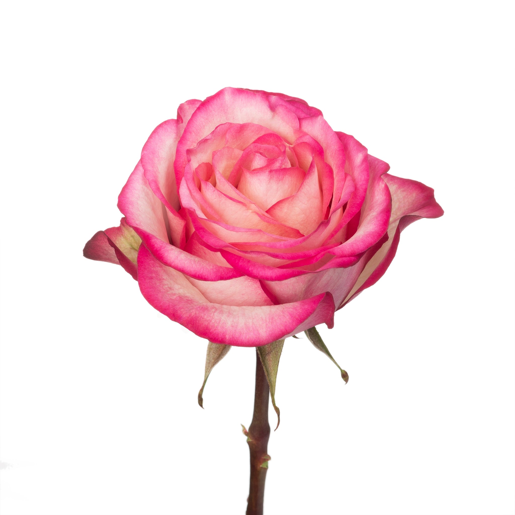 Carousel – Botania Flower Boutique