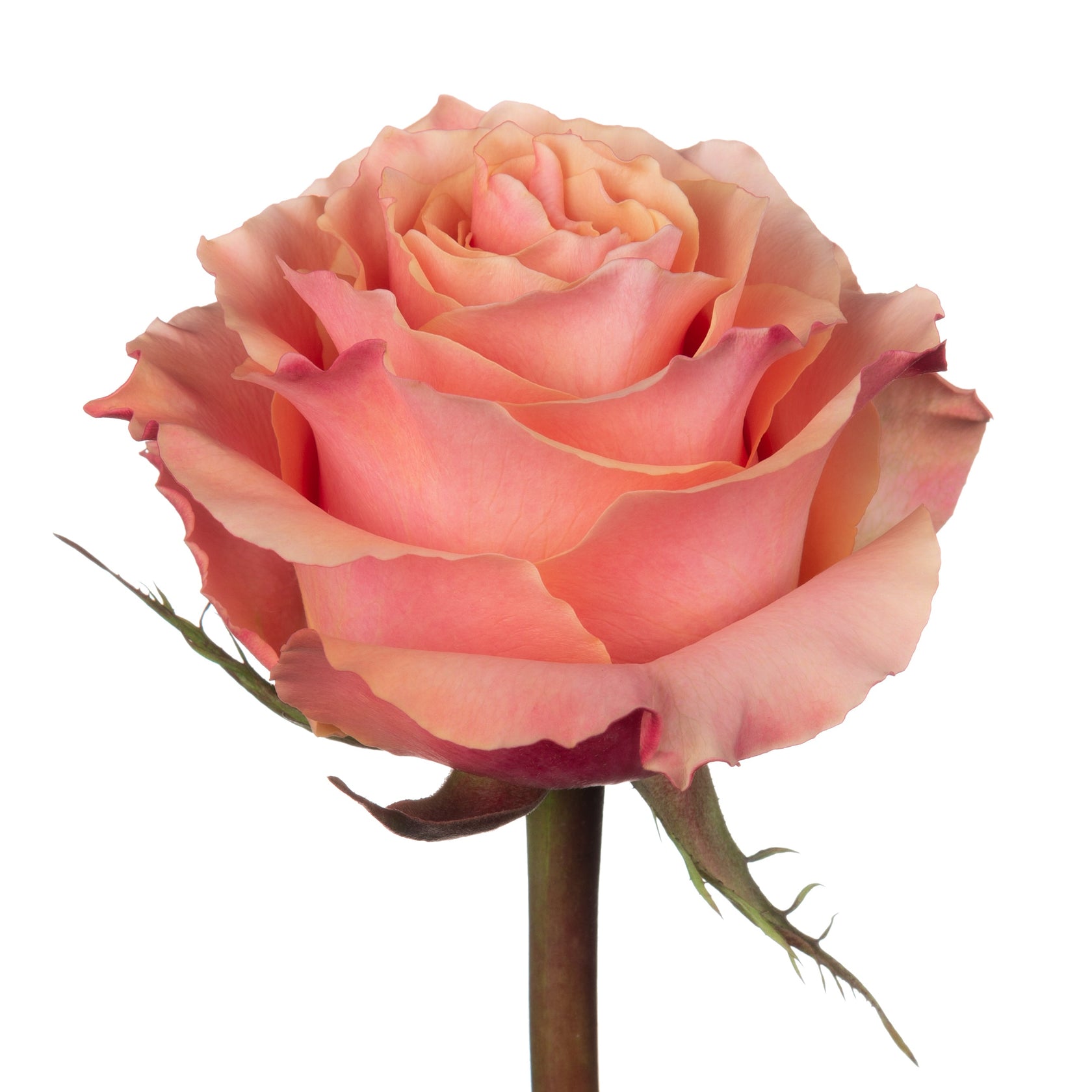 Carpe Diem – Botania Flower Boutique