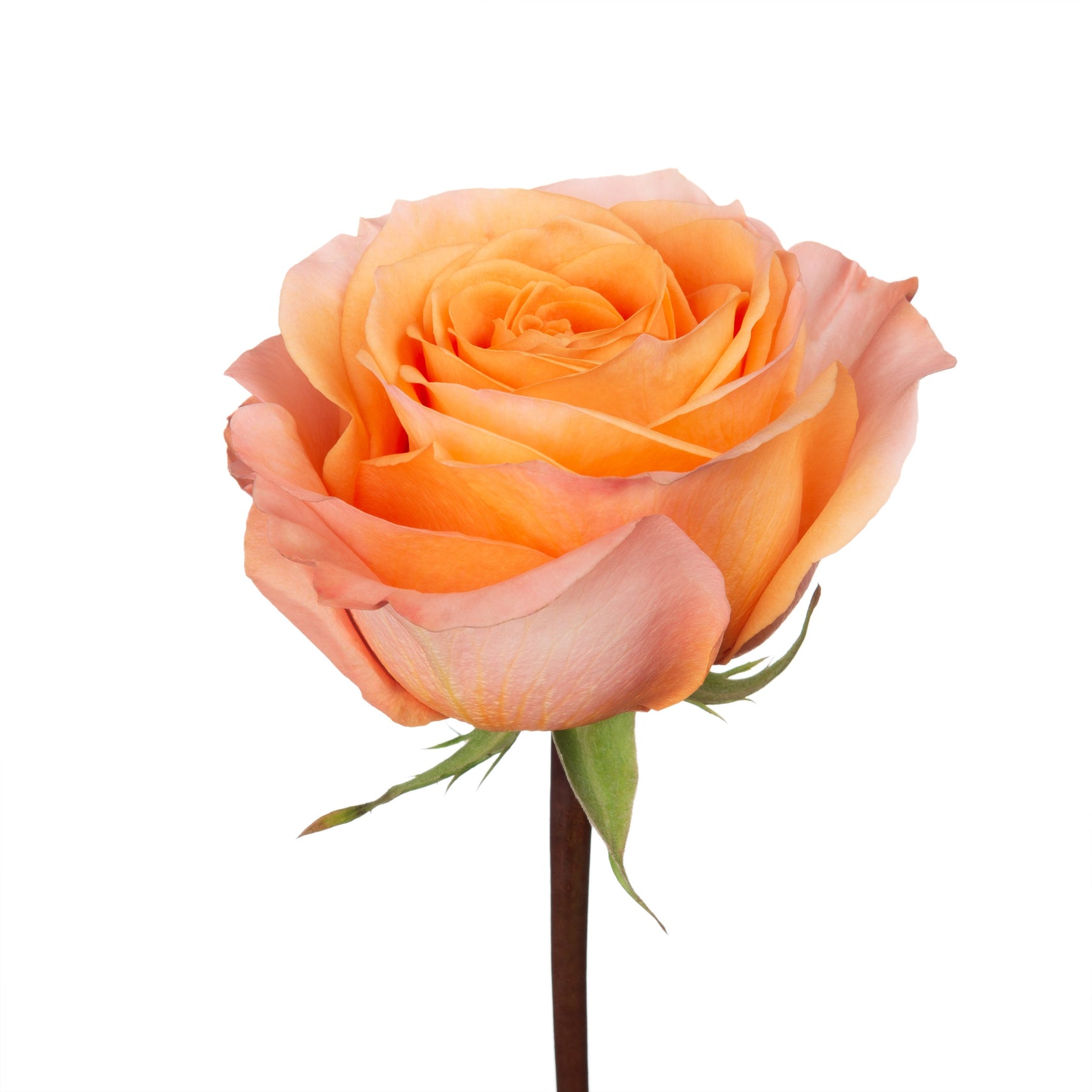 Coral Reef – Botania Flower Boutique