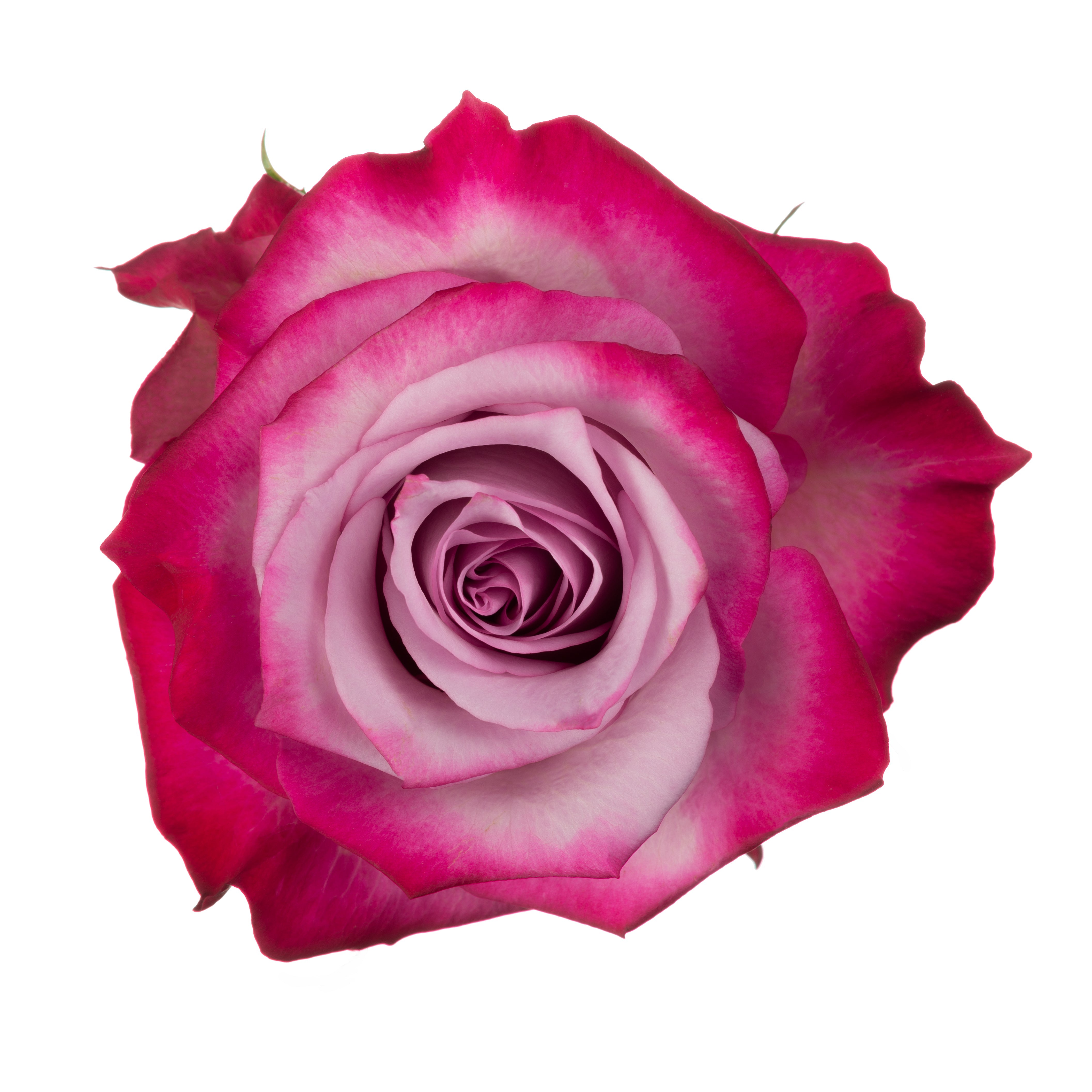 Deep Purple – Botania Flower Boutique