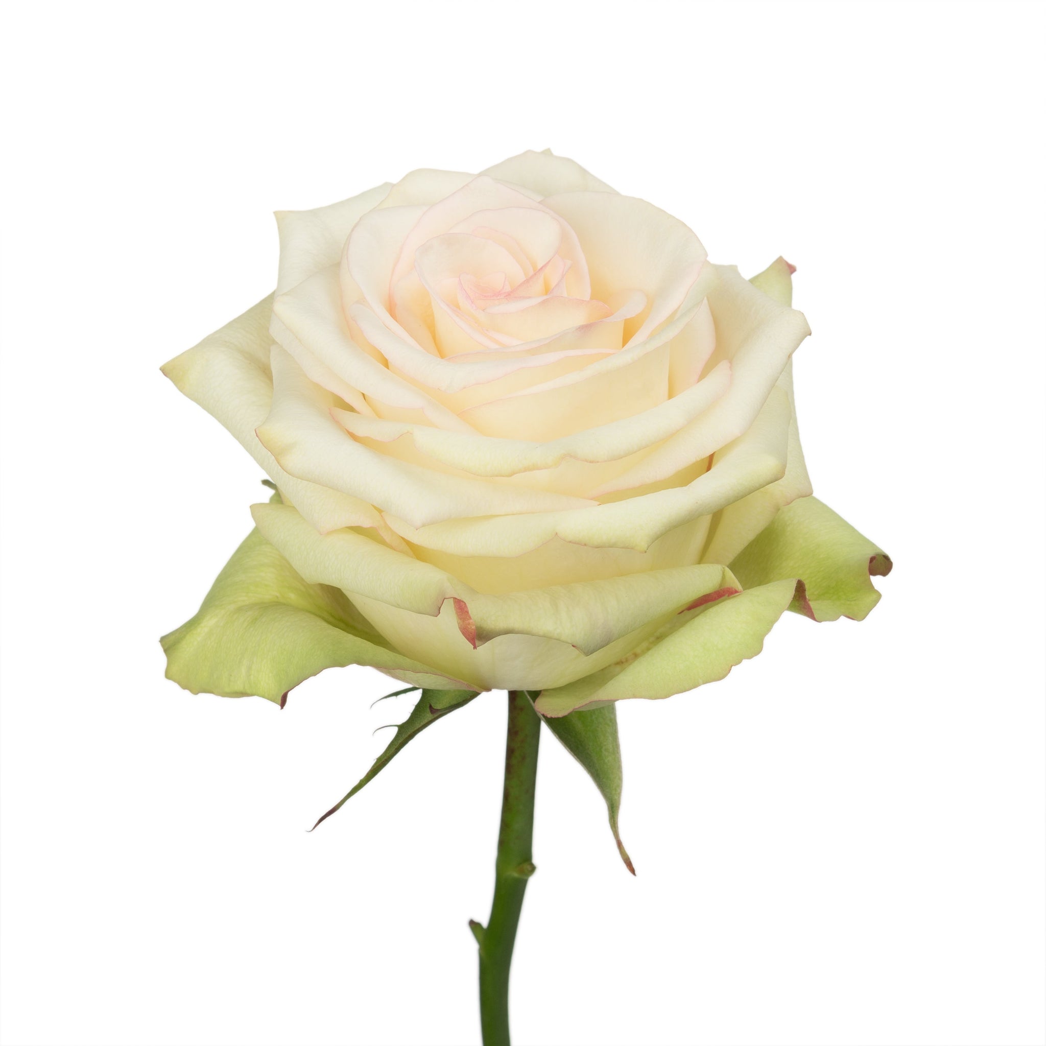 Diamond Blush – Botania Flower Boutique