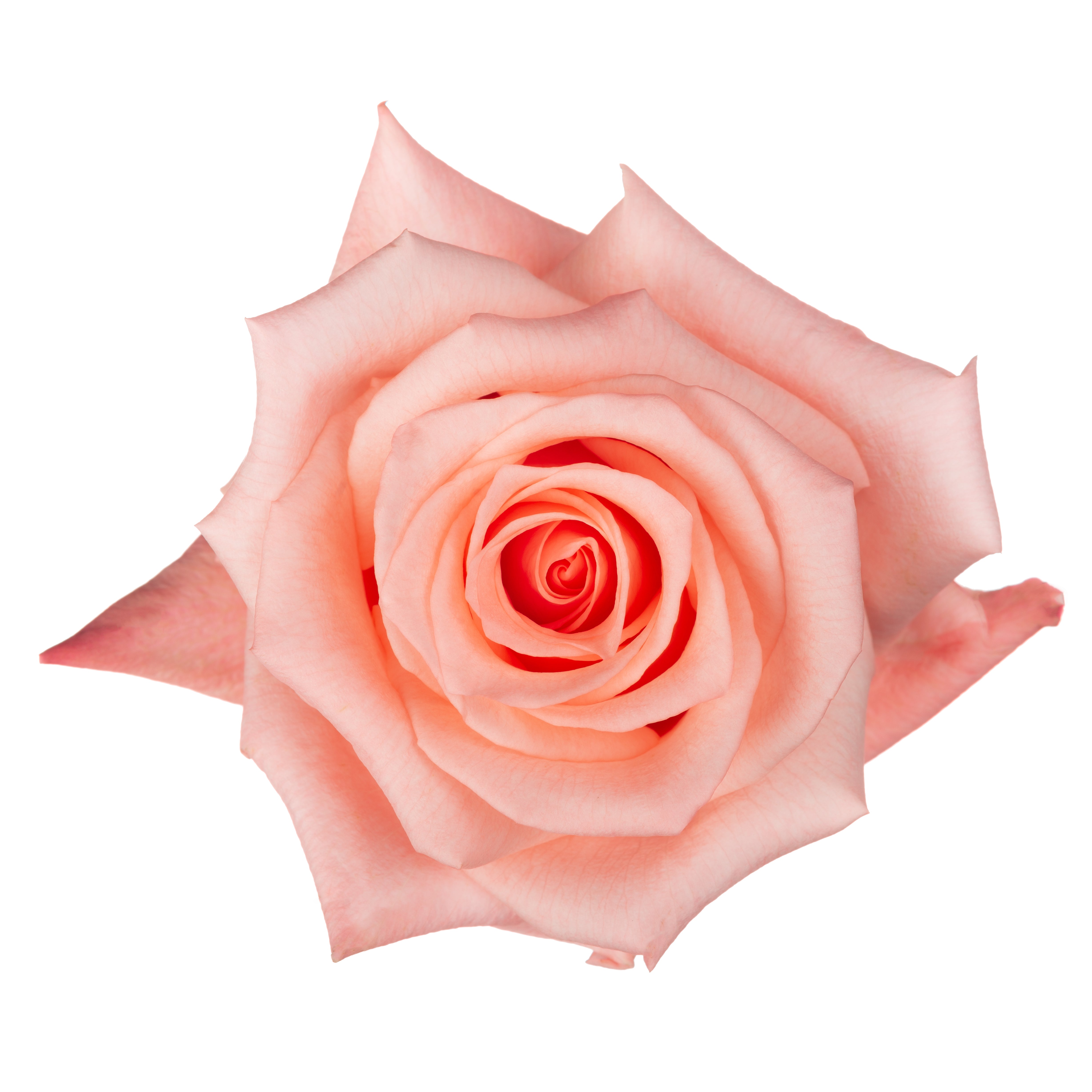 Engagement – Botania Flower Boutique