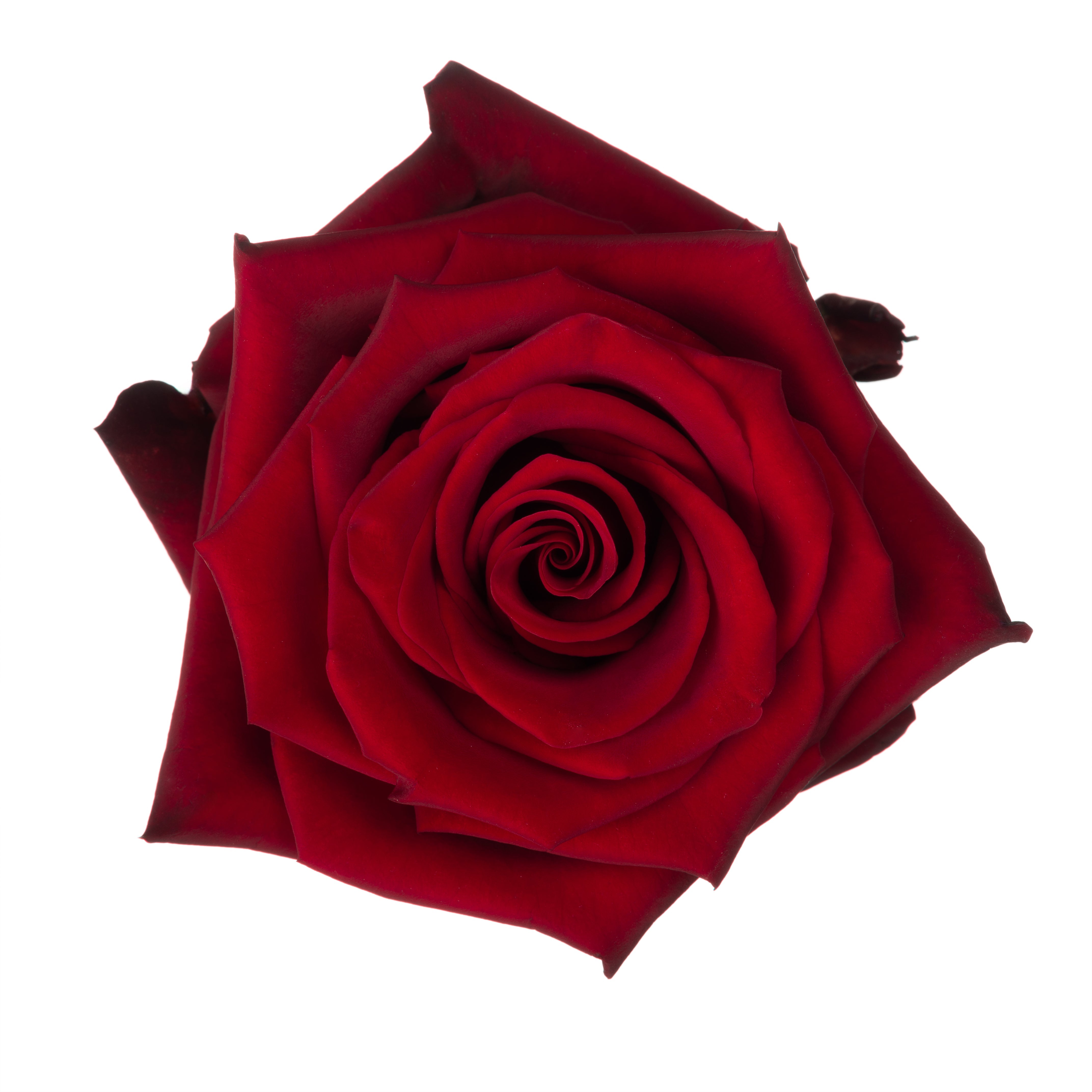 Explorer – Botania Flower Boutique