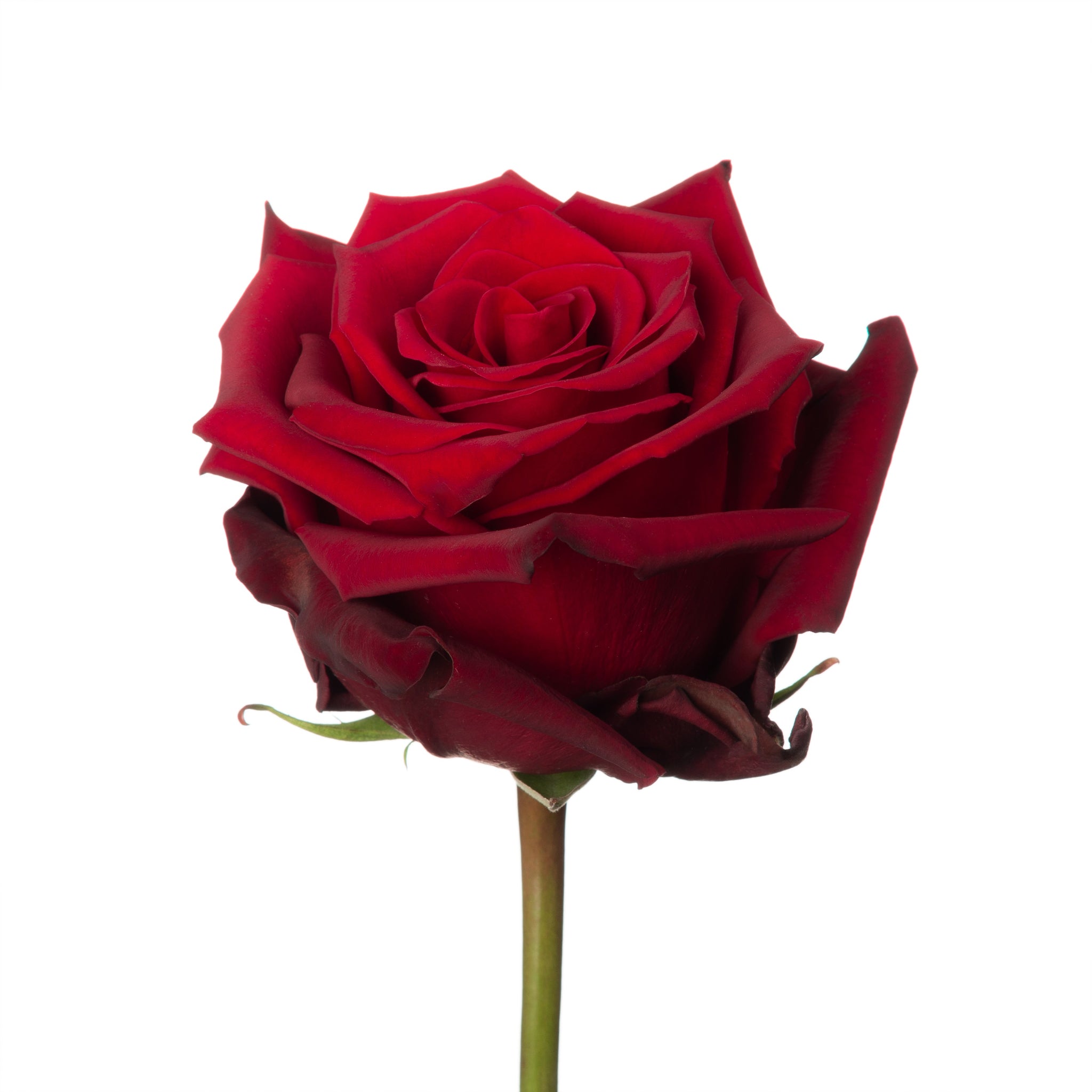 Explorer – Botania Flower Boutique