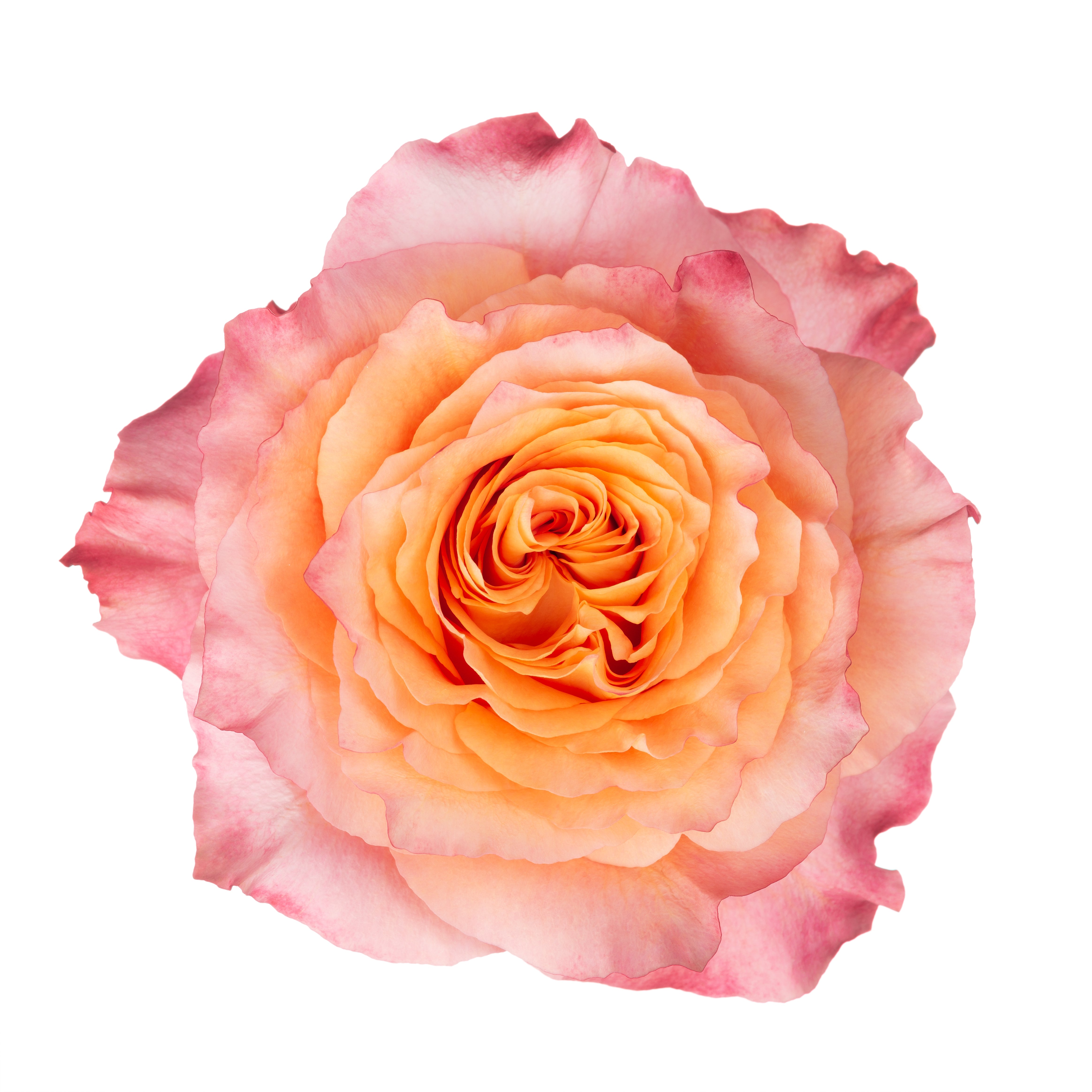 Free Spirit – Botania Flower Boutique