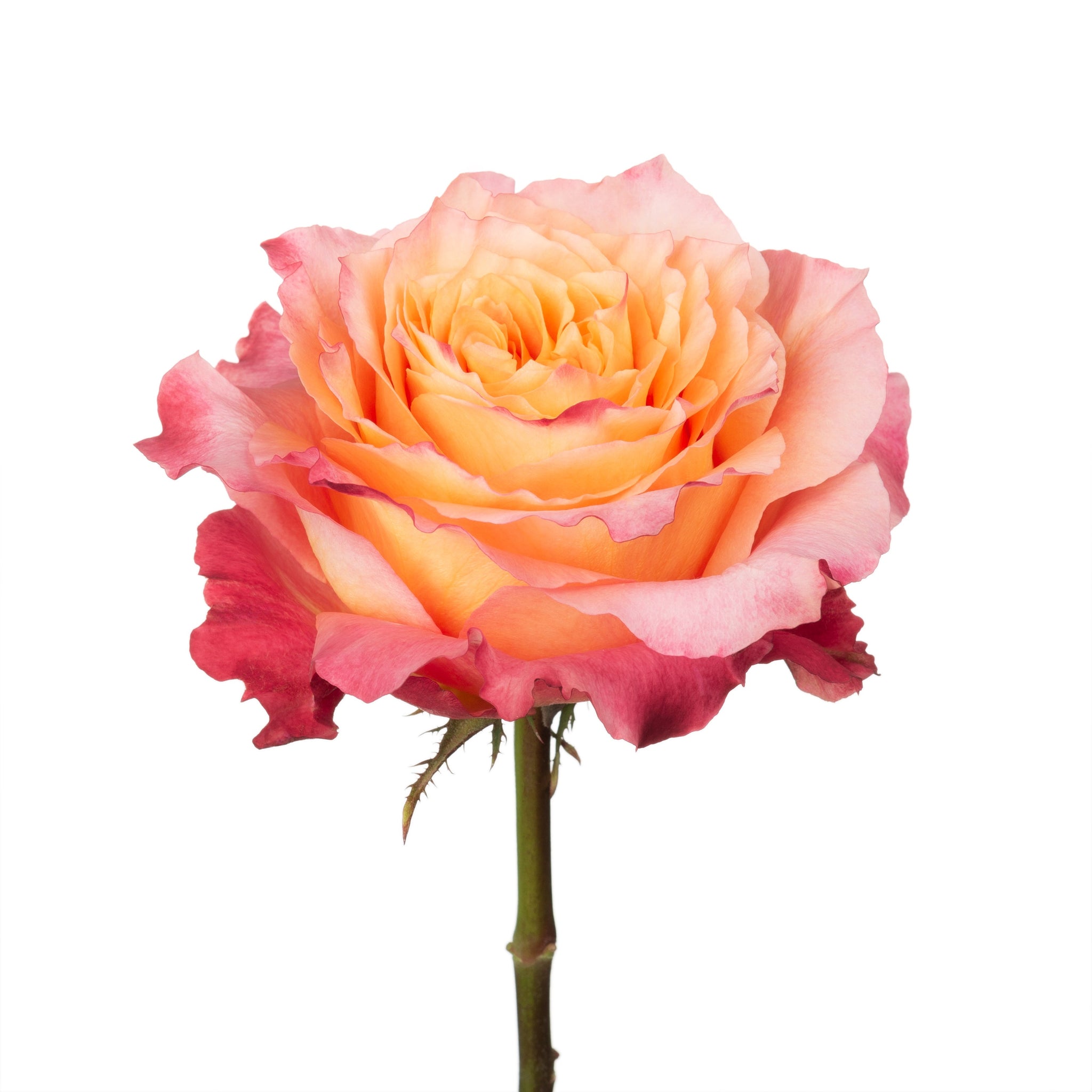 Free Spirit – Botania Flower Boutique