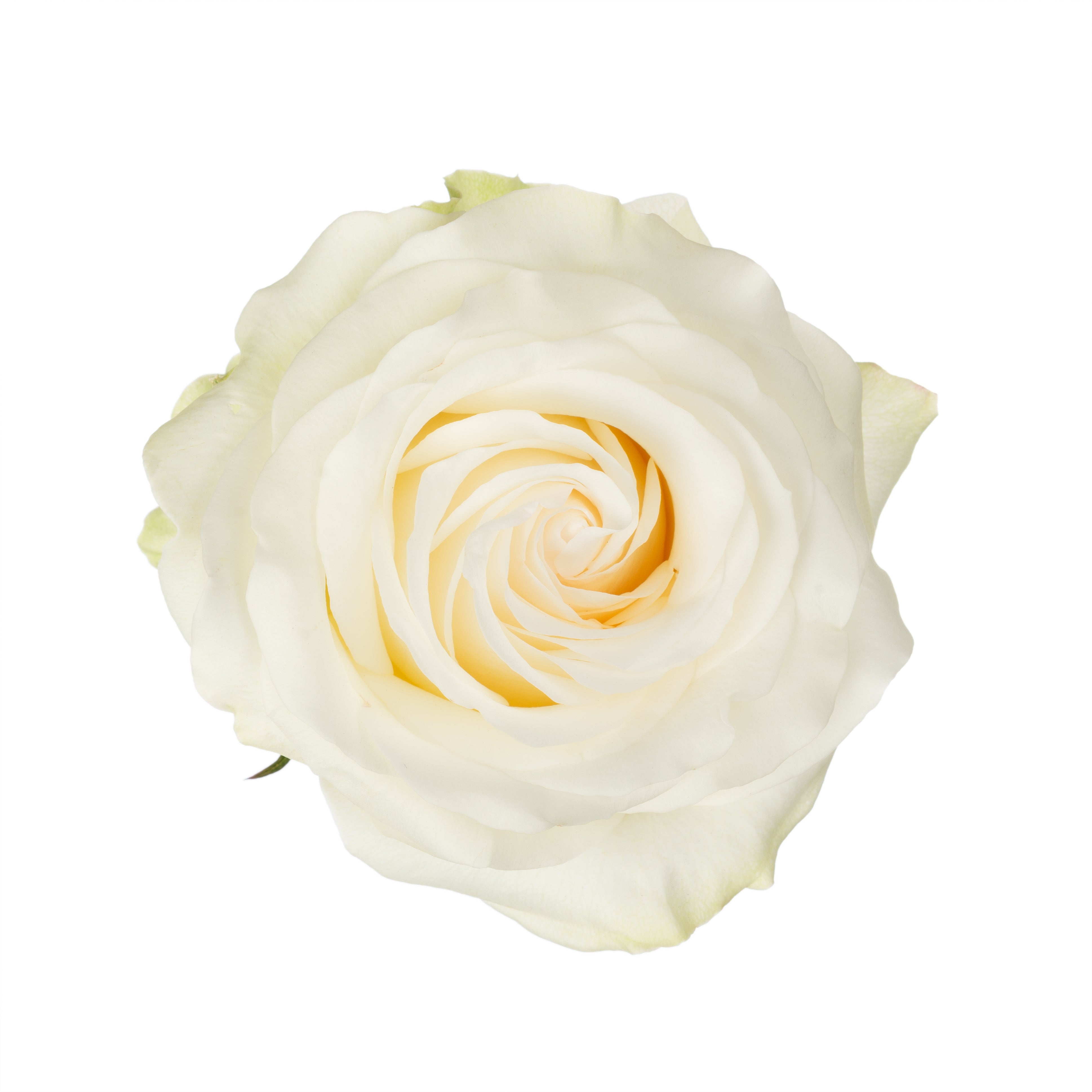 Frost – Botania Flower Boutique