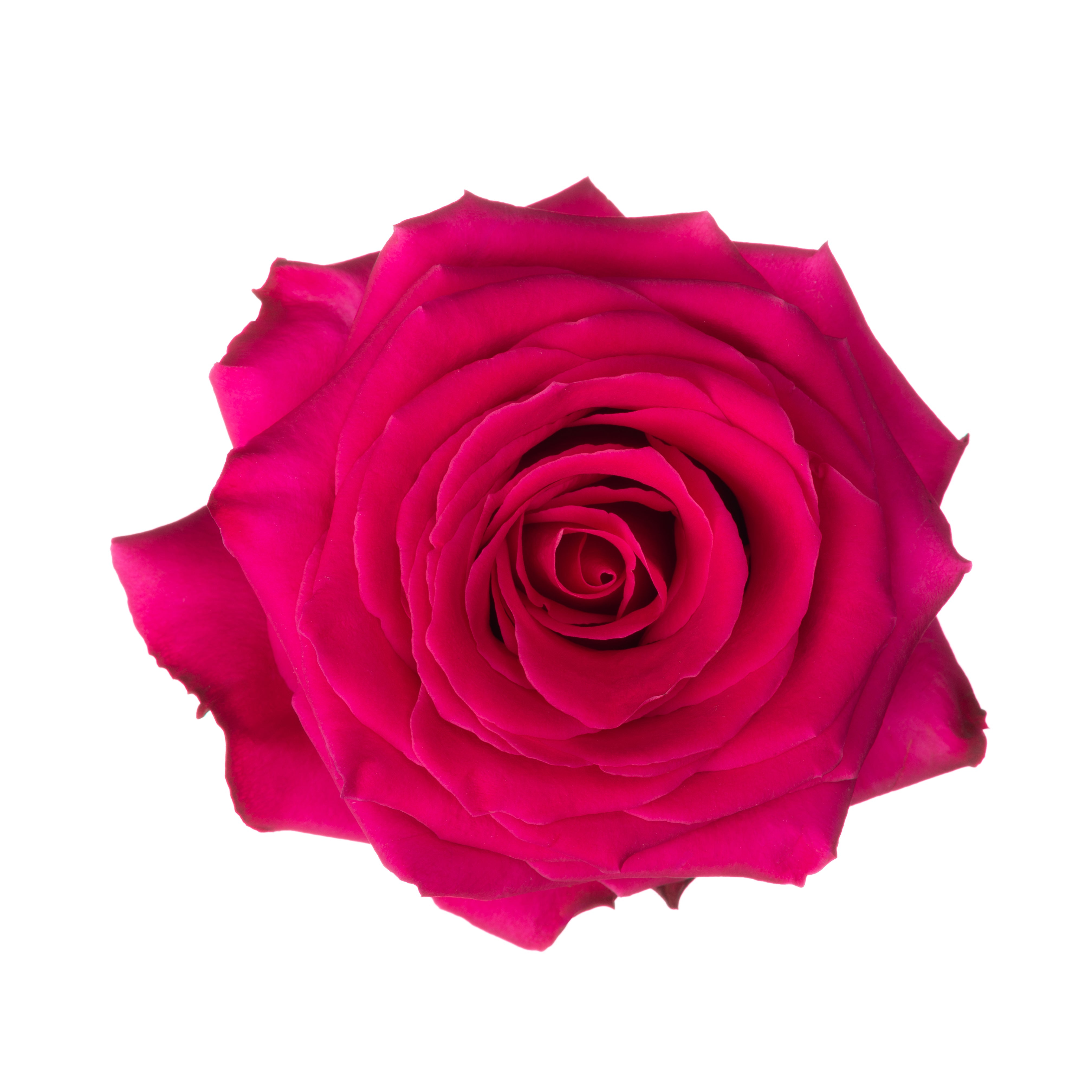 Full Monty! – Botania Flower Boutique