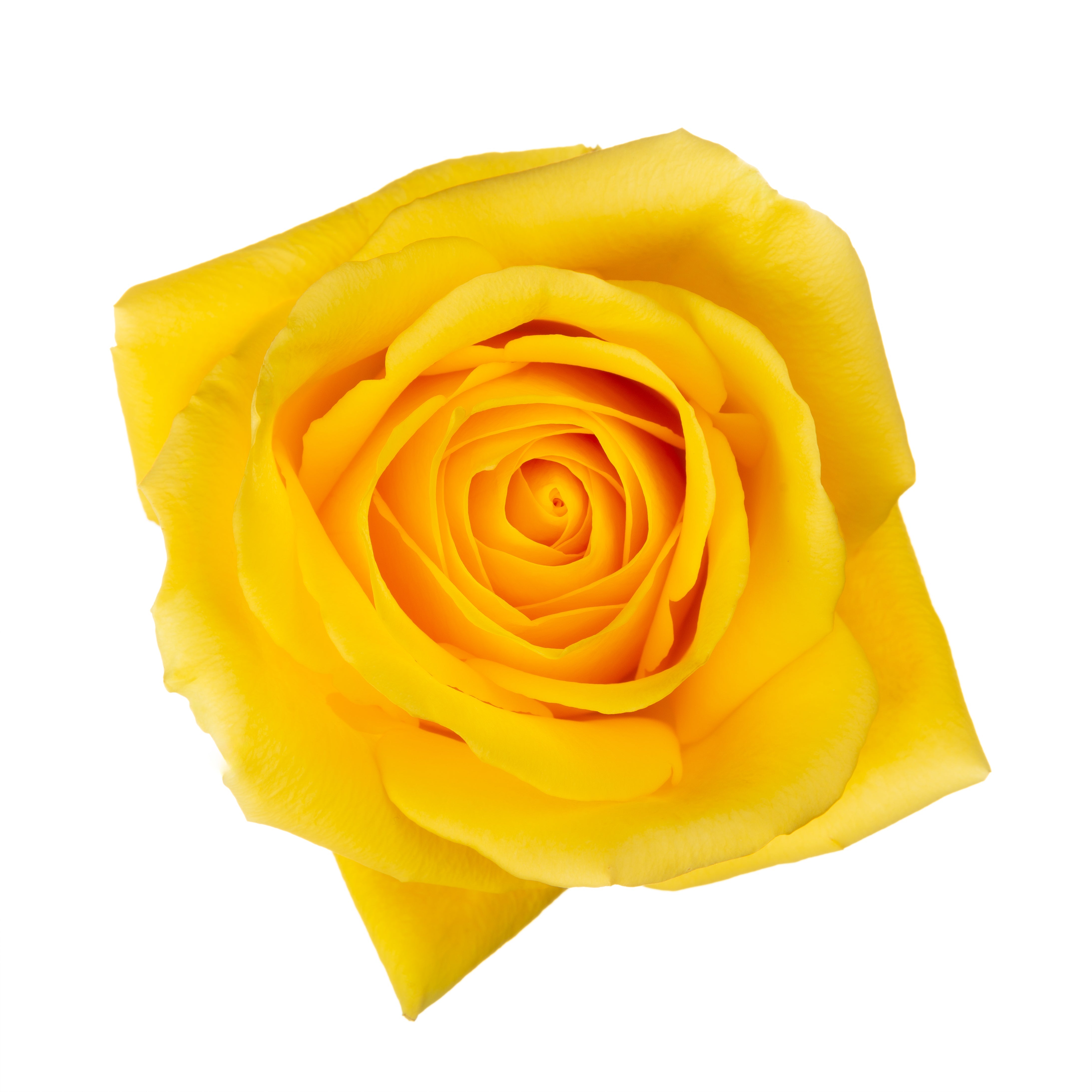 Goldfinch – Botania Flower Boutique