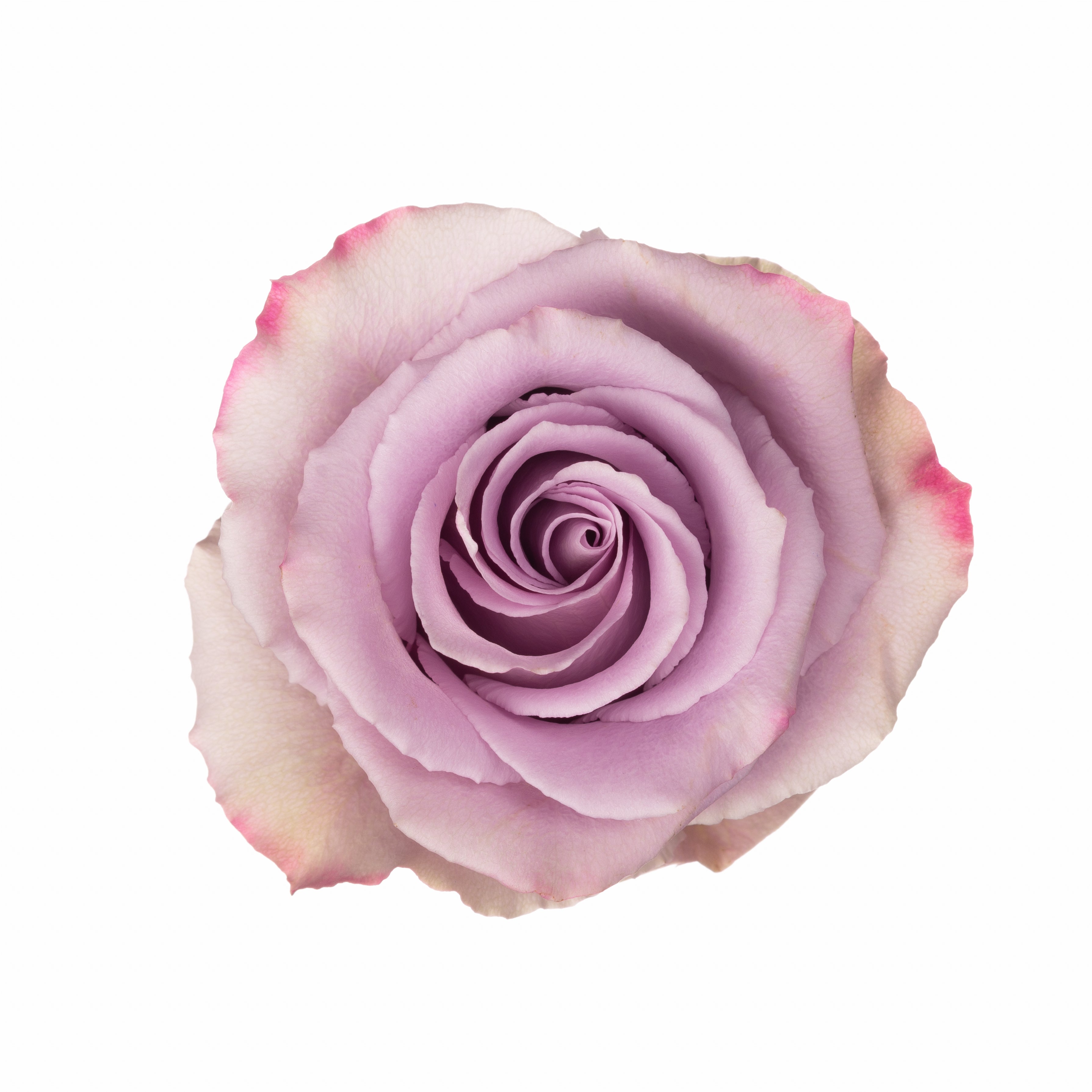 Grey Knights – Botania Flower Boutique