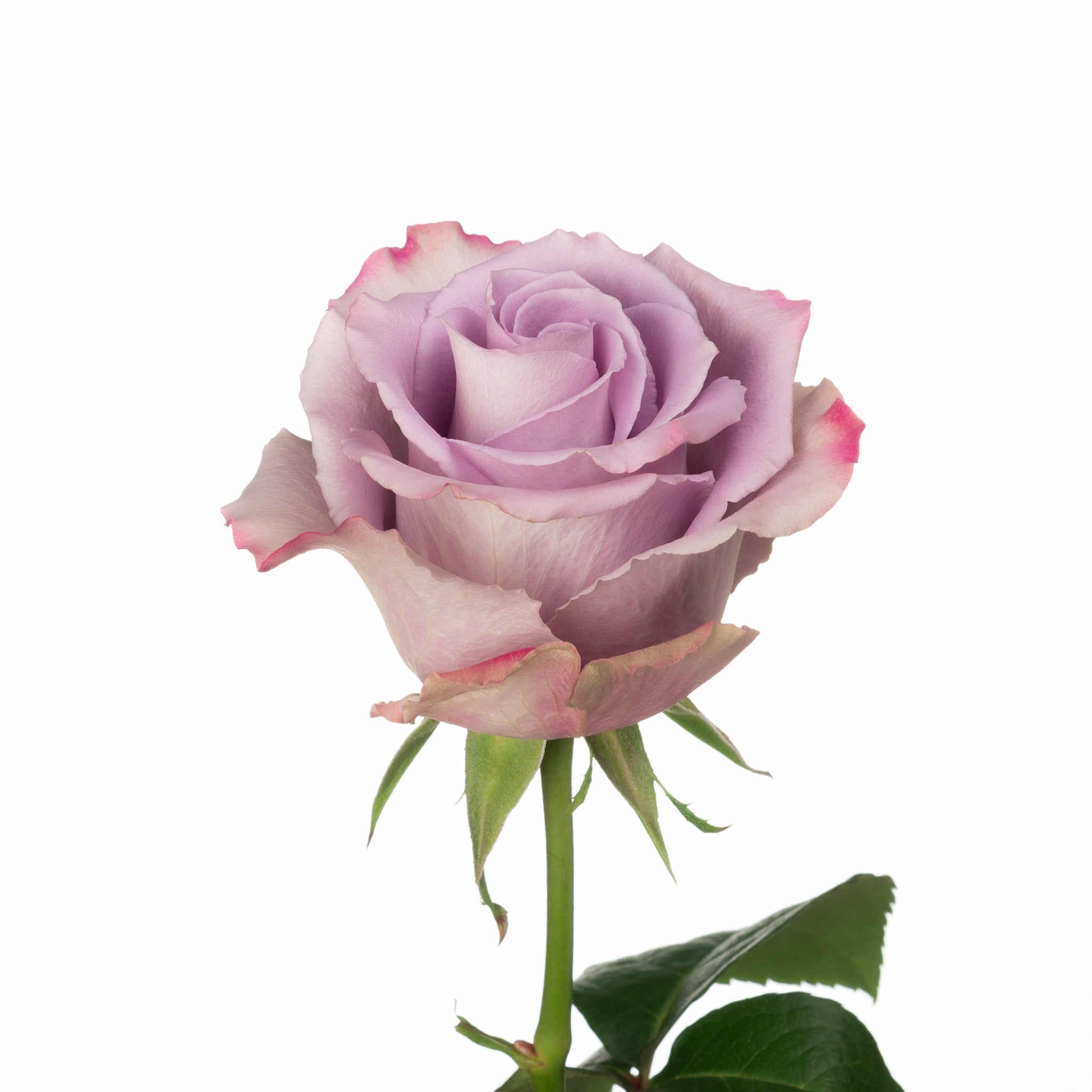 Grey Knights – Botania Flower Boutique