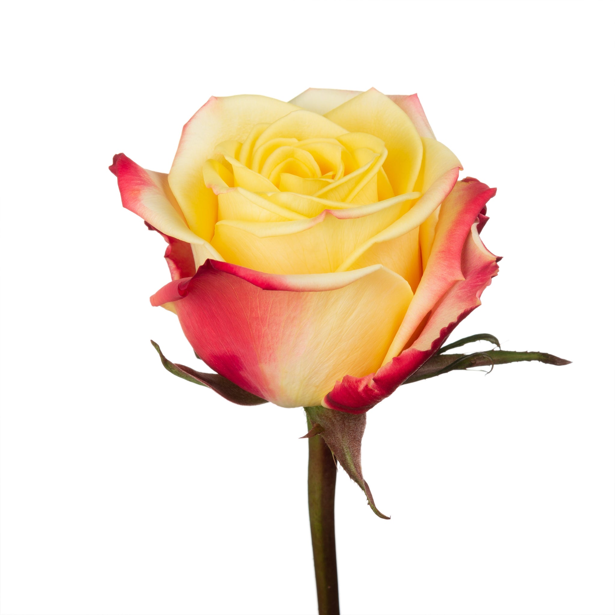 Harlequin – Botania Flower Boutique