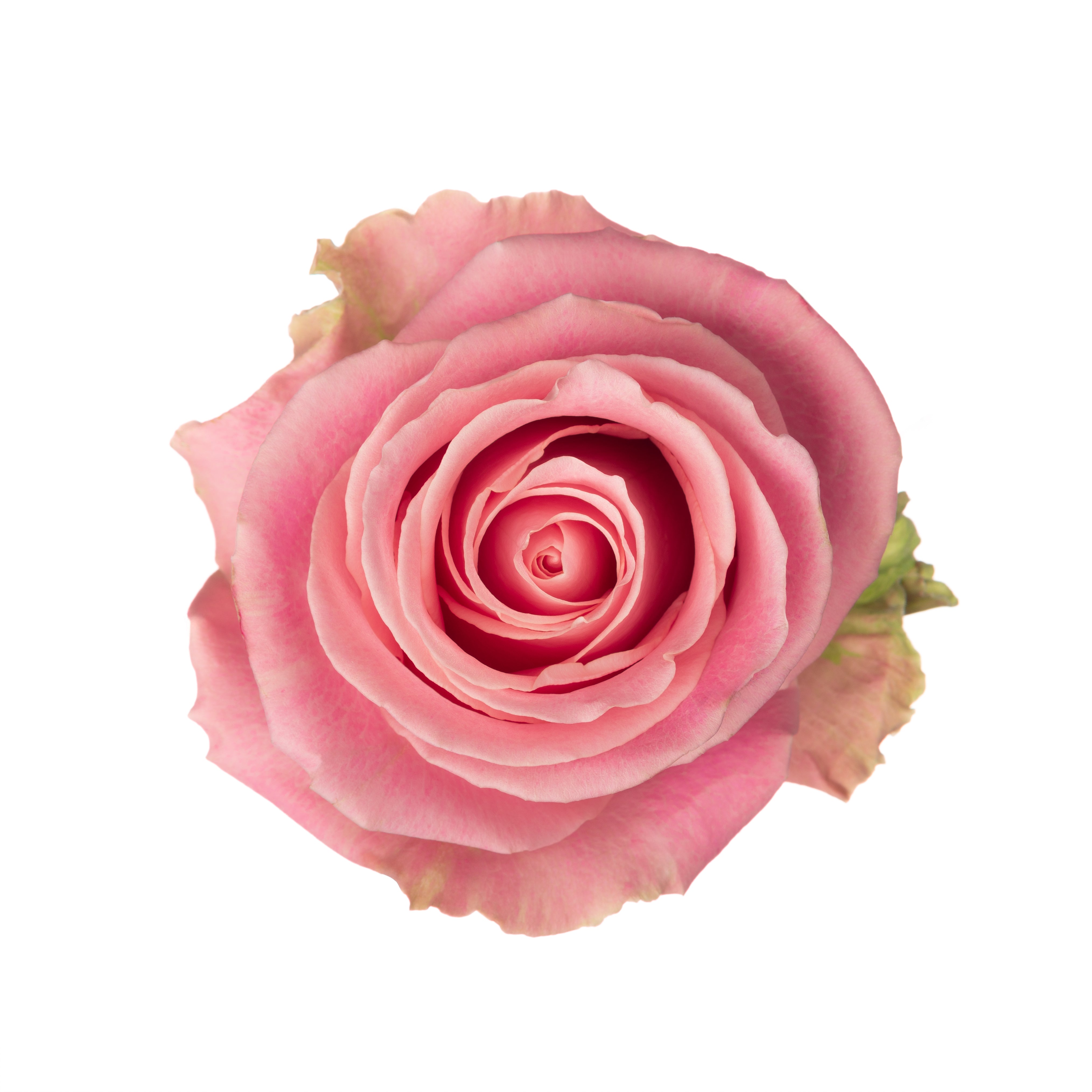 Hermosa – Botania Flower Boutique