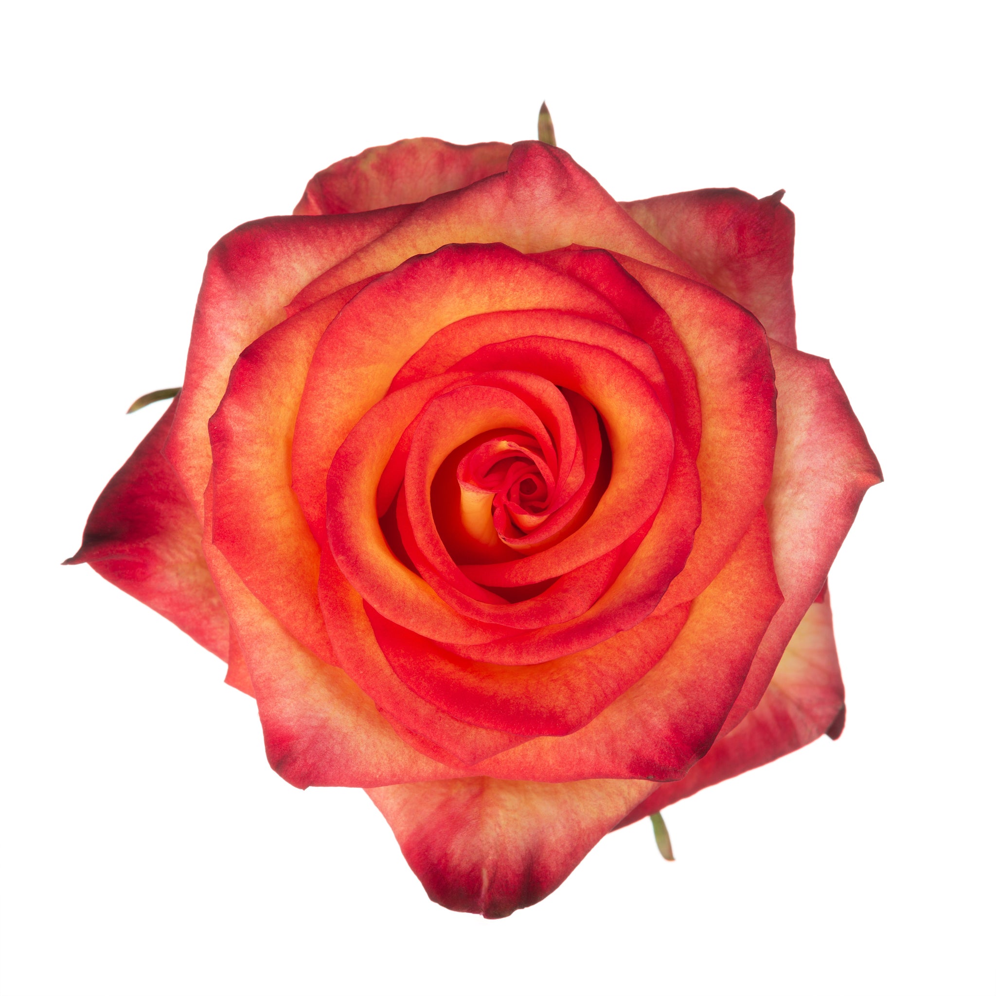 High & Magic – Botania Flower Boutique