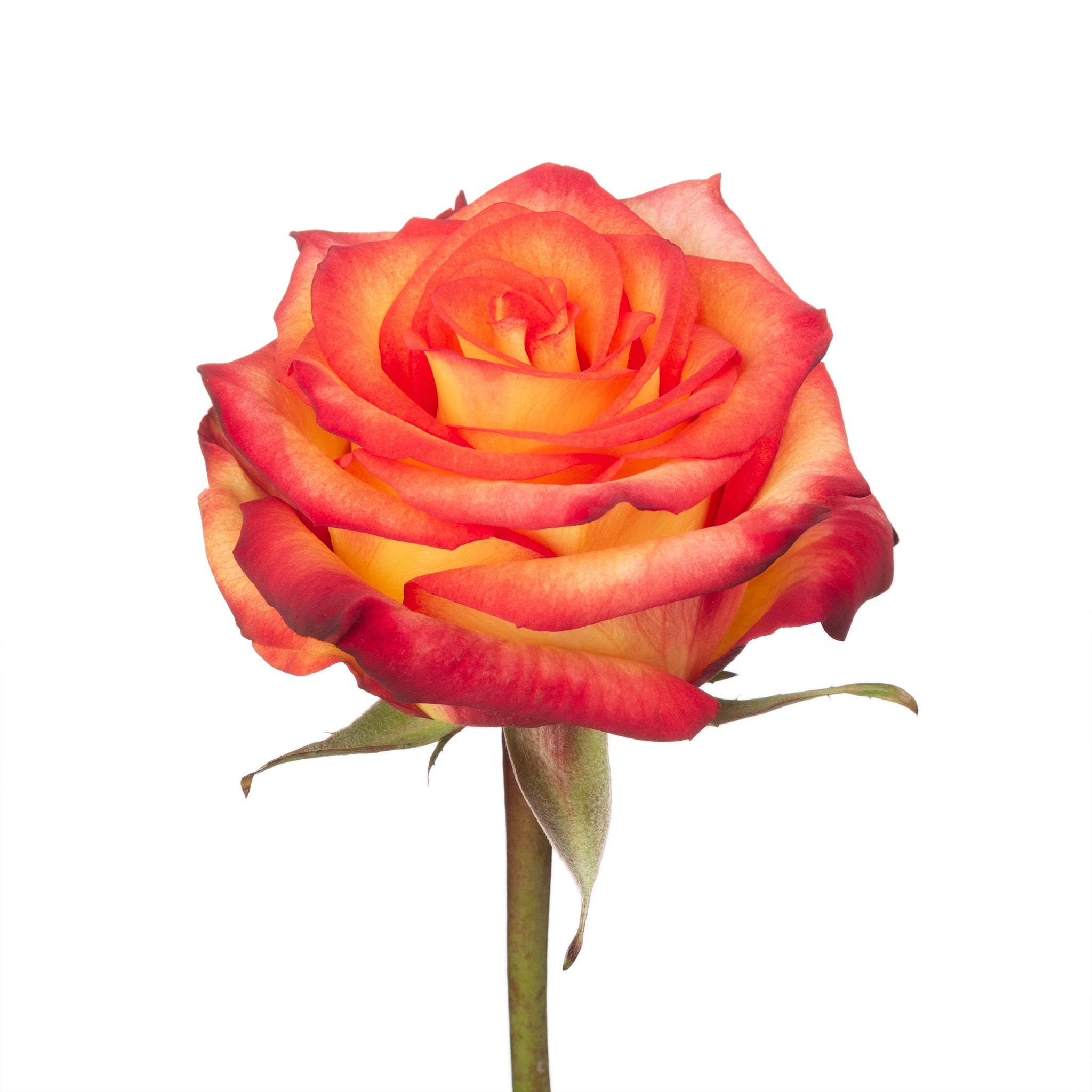High & Magic – Botania Flower Boutique