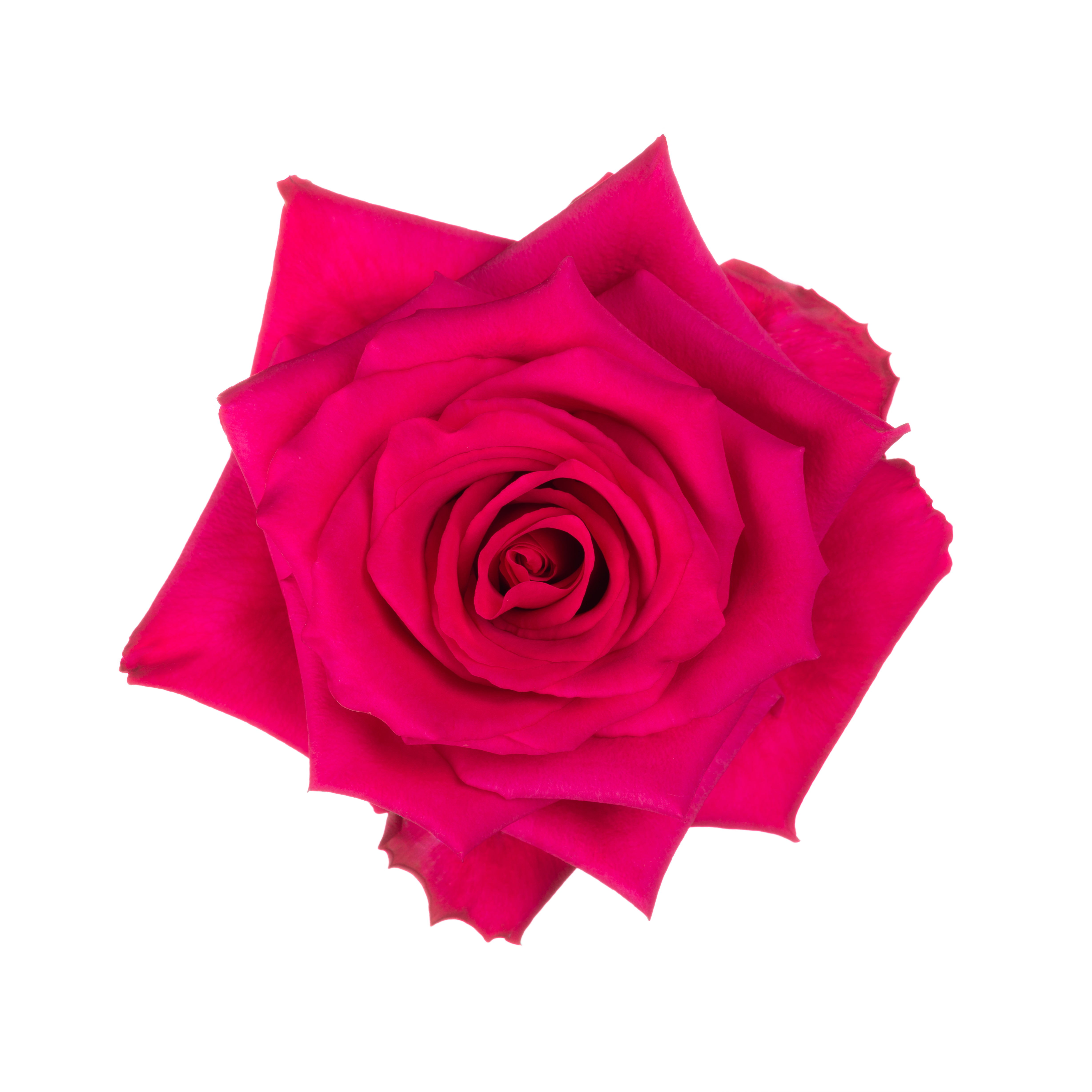 Hot Explorer – Botania Flower Boutique