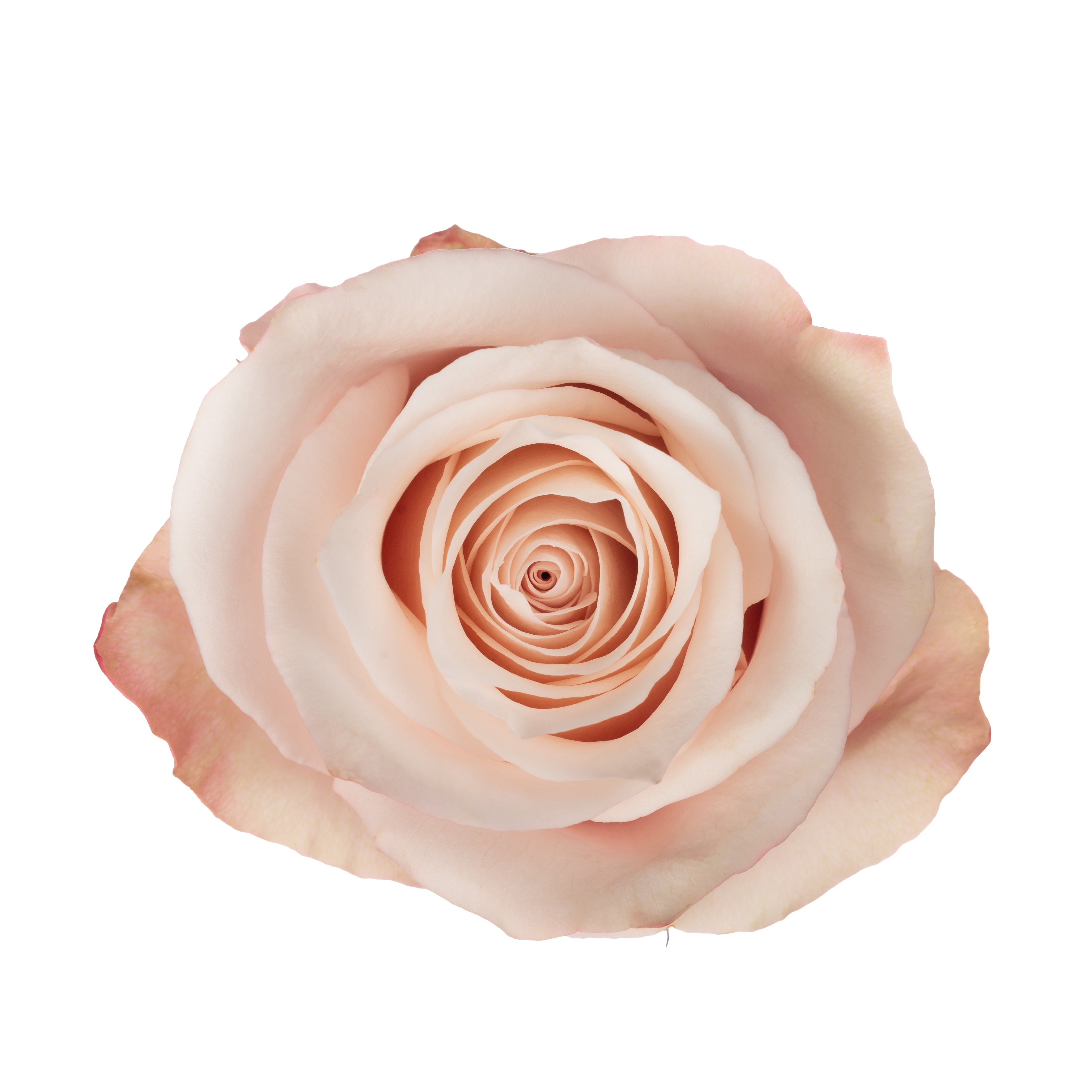 Lady Arena – Botania Flower Boutique