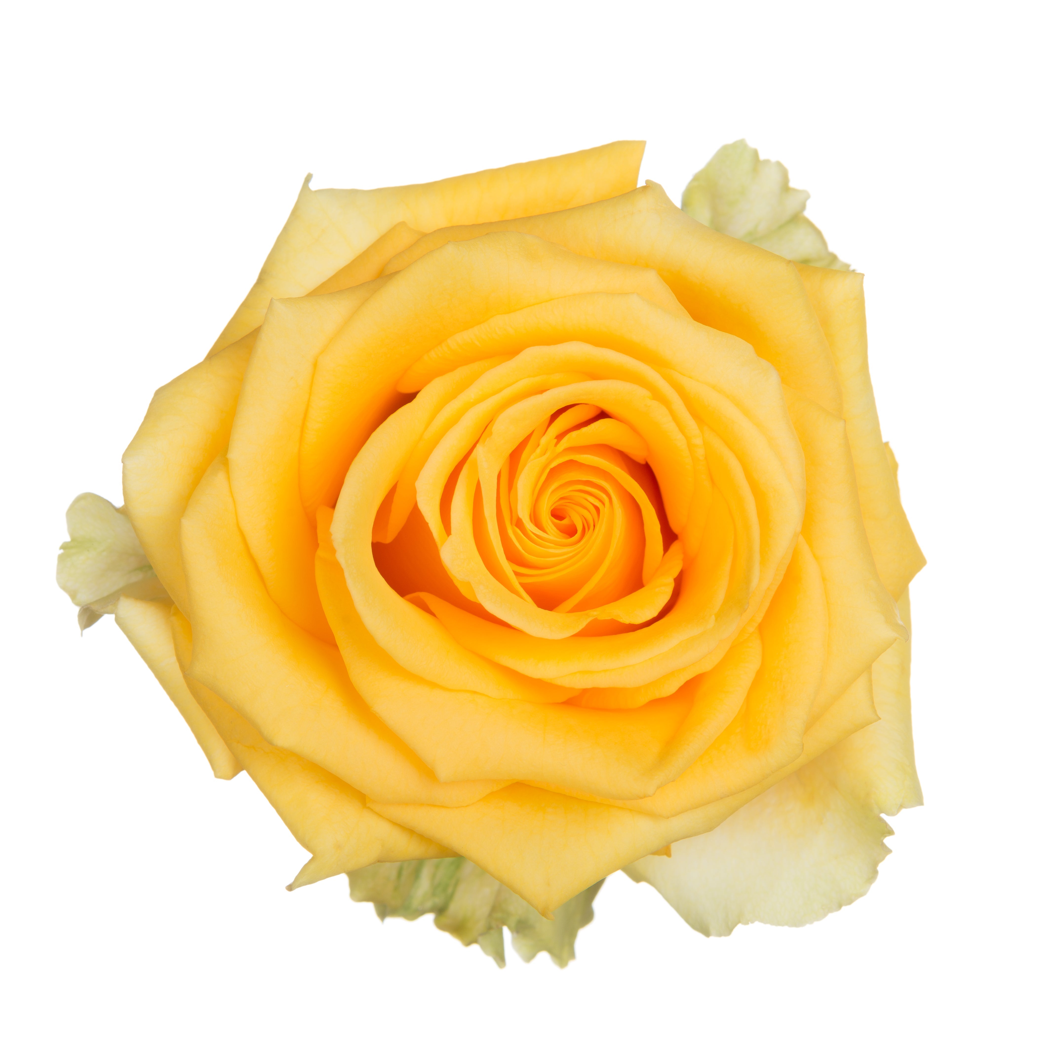 Lighthouse – Botania Flower Boutique