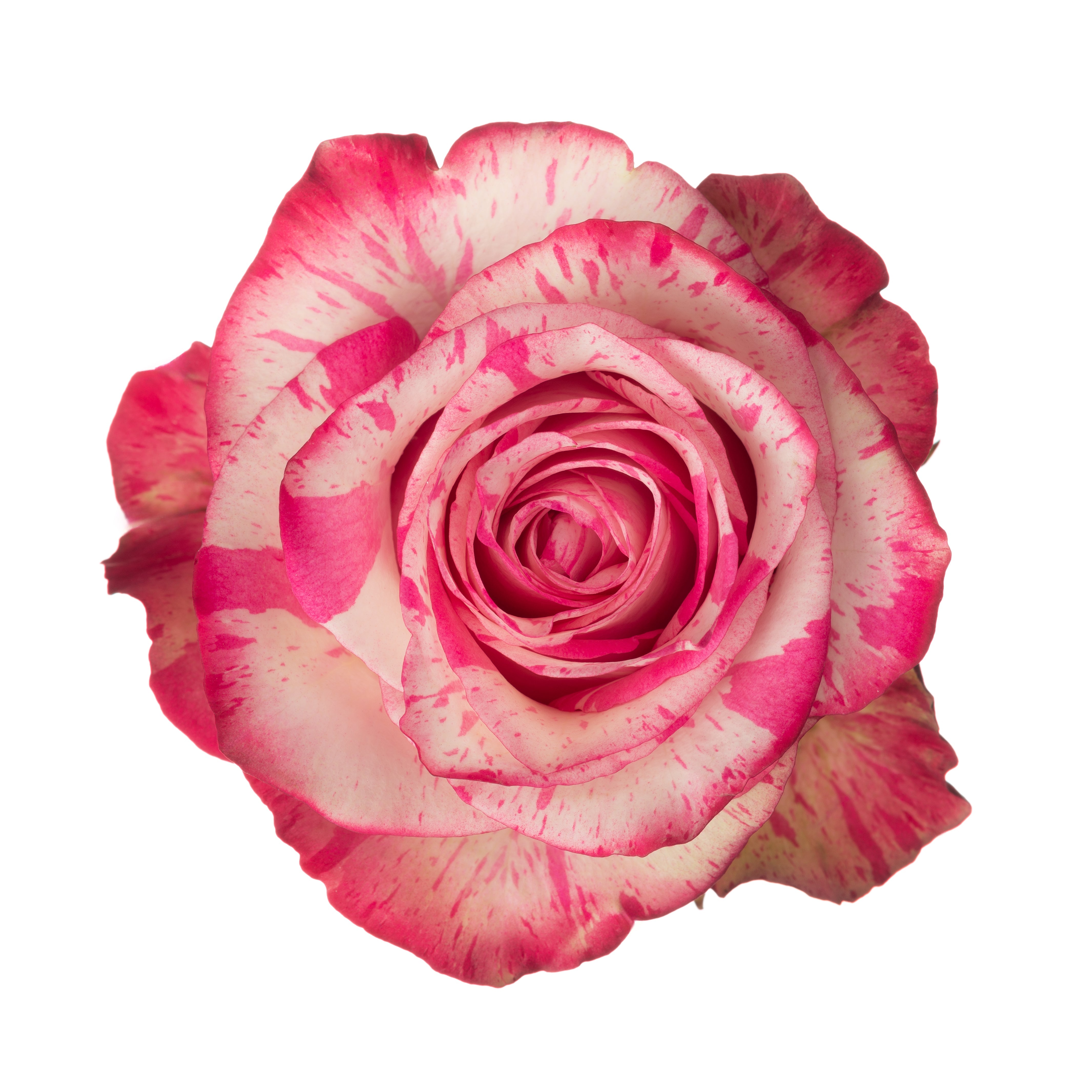 Magic Times – Botania Flower Boutique