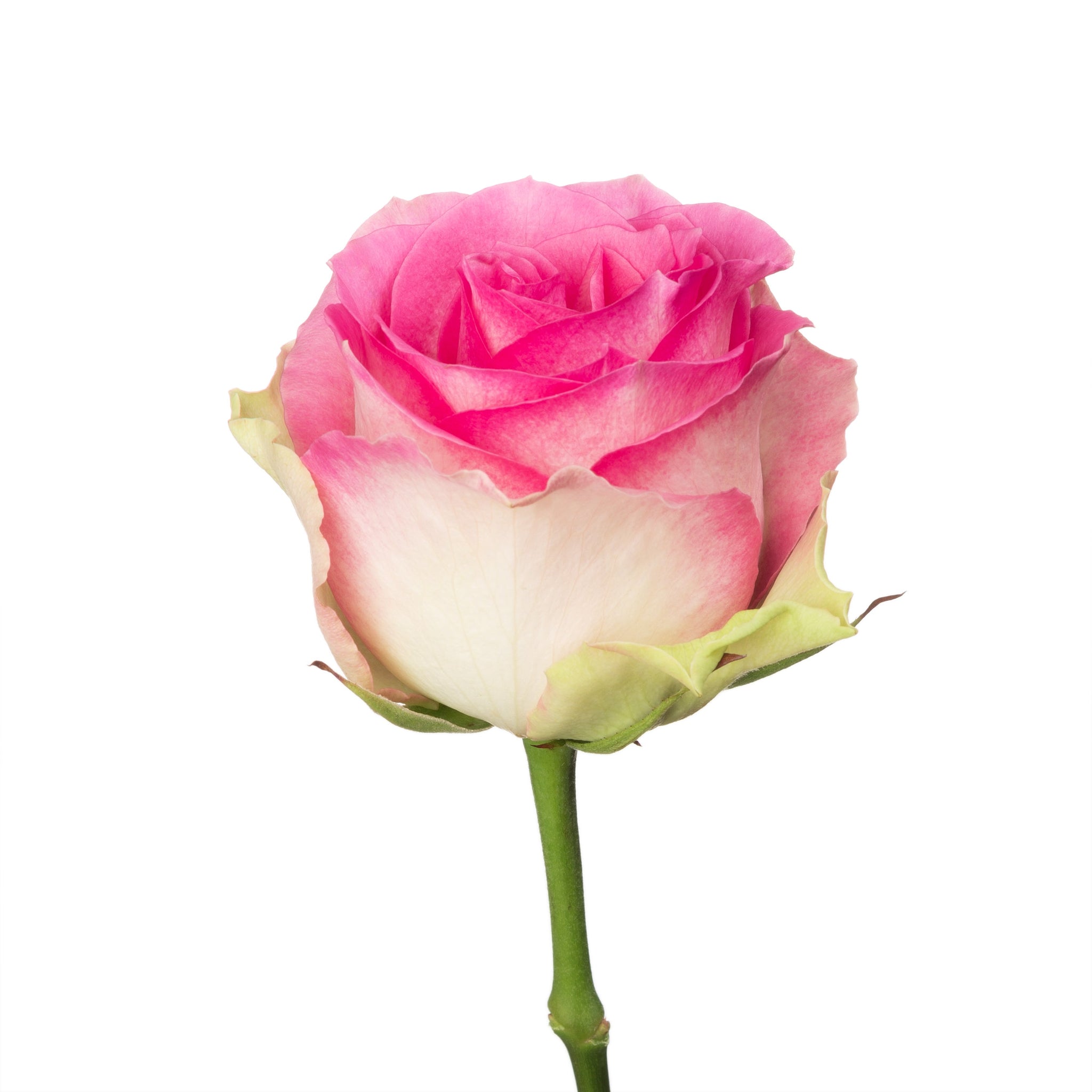 Malibu – Botania Flower Boutique