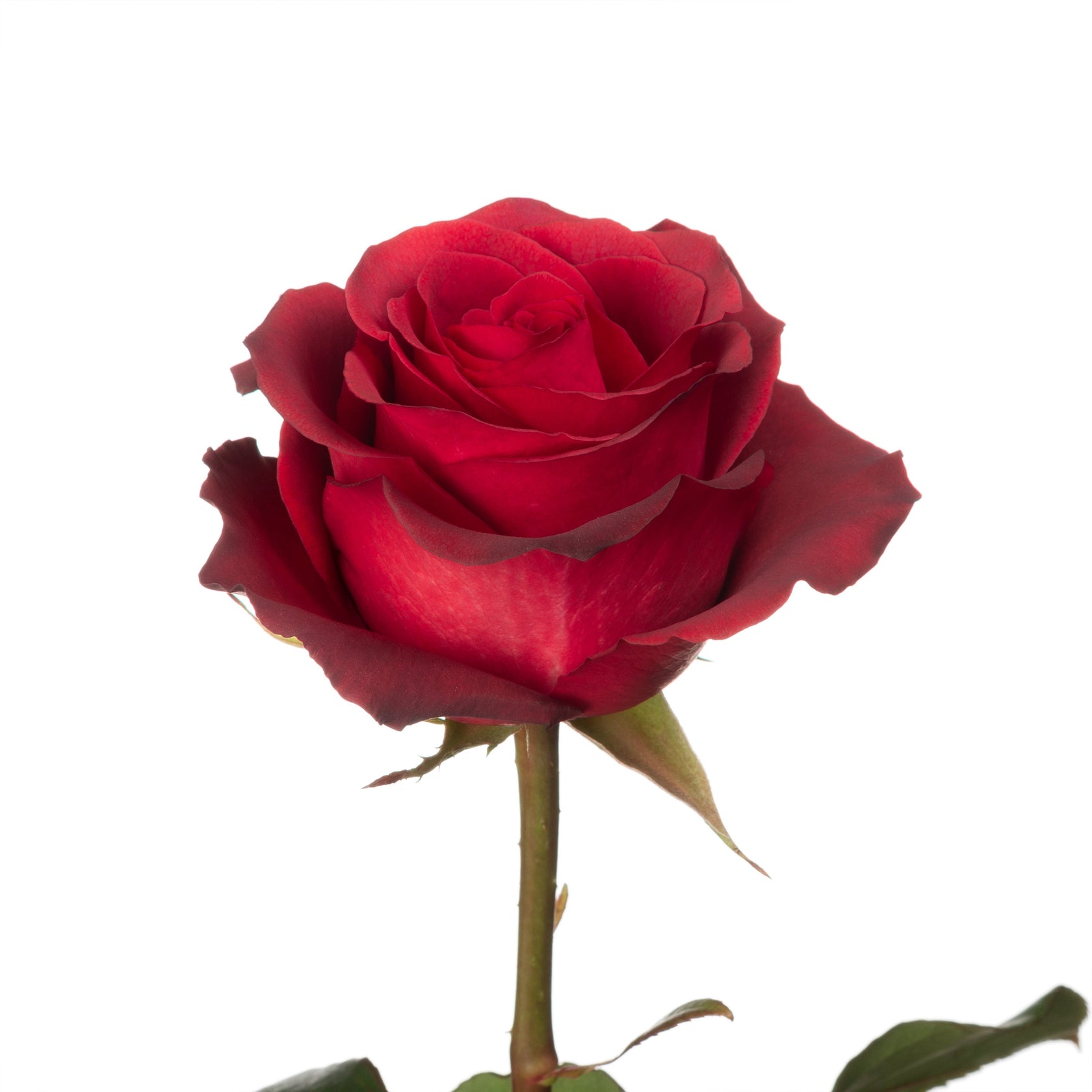 Matilda – Botania Flower Boutique