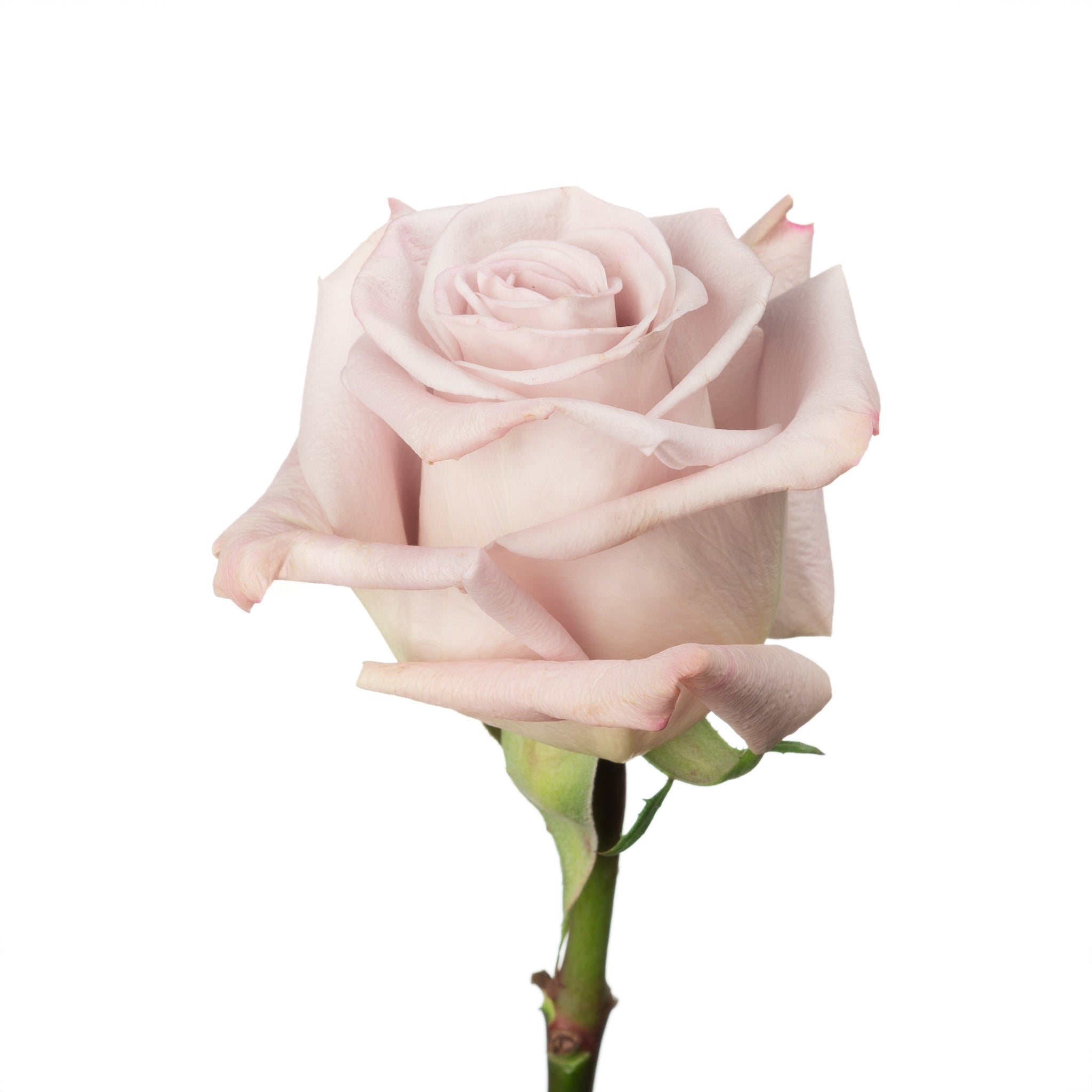 Menta – Botania Flower Boutique