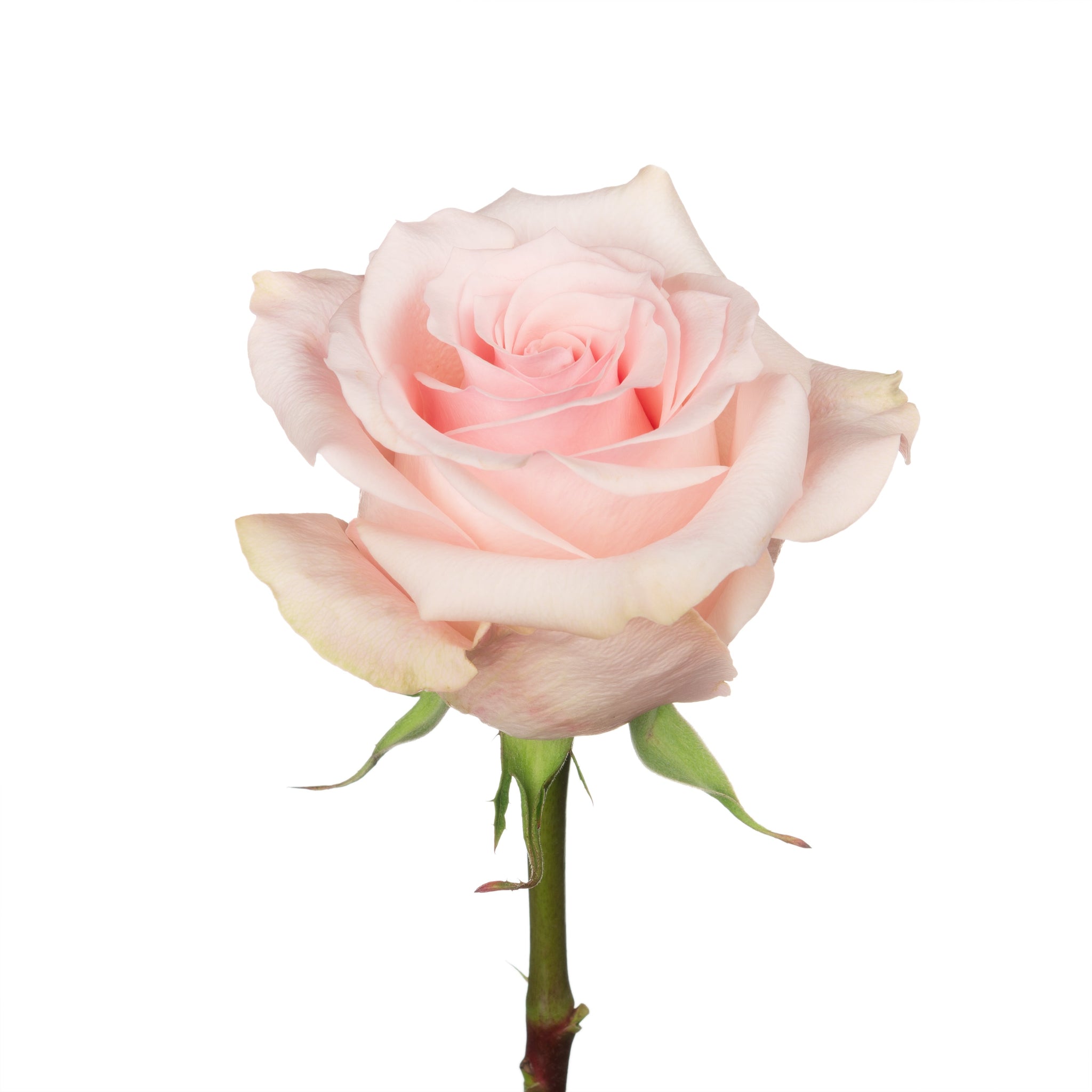 Novia – Botania Flower Boutique