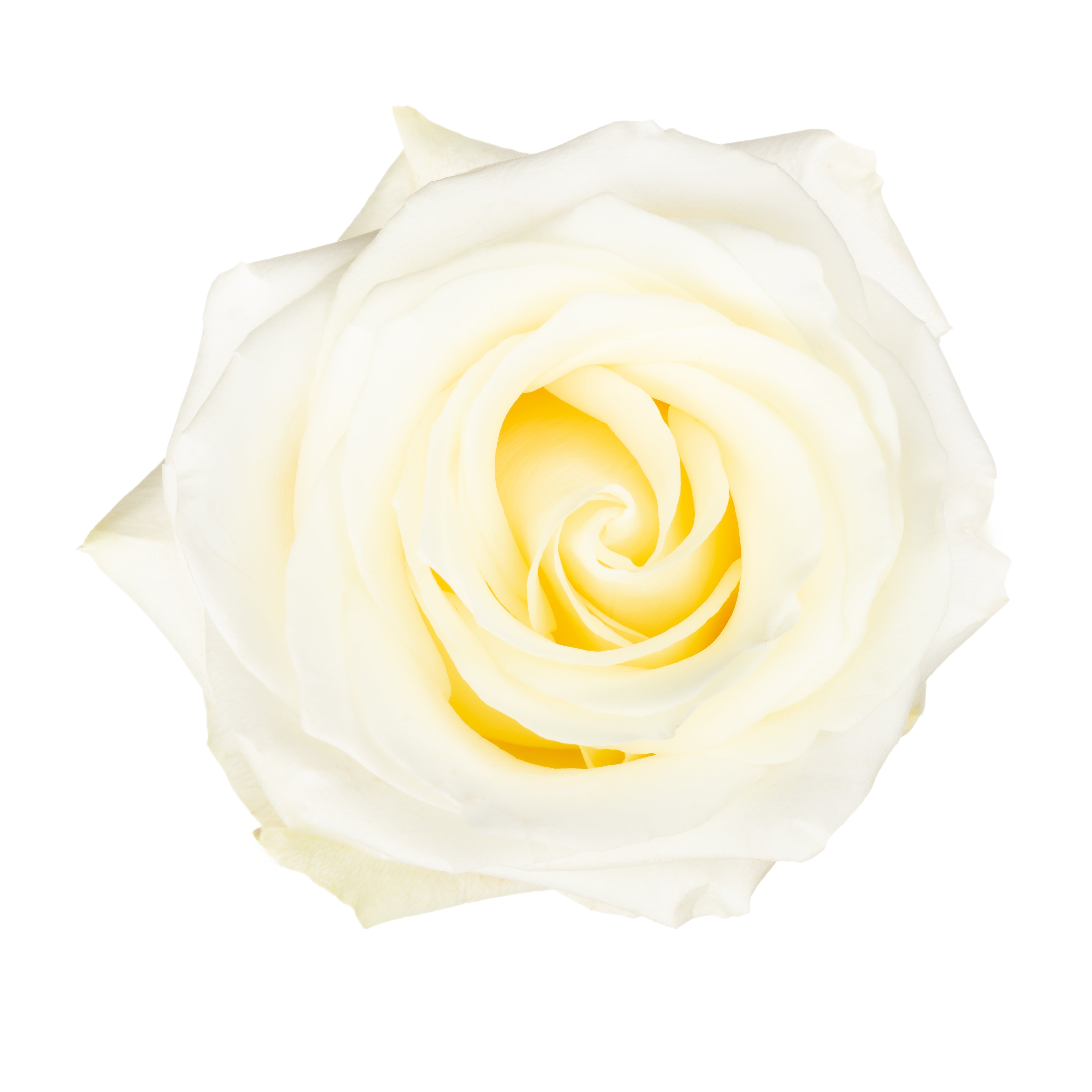 Polar Star – Botania Flower Boutique