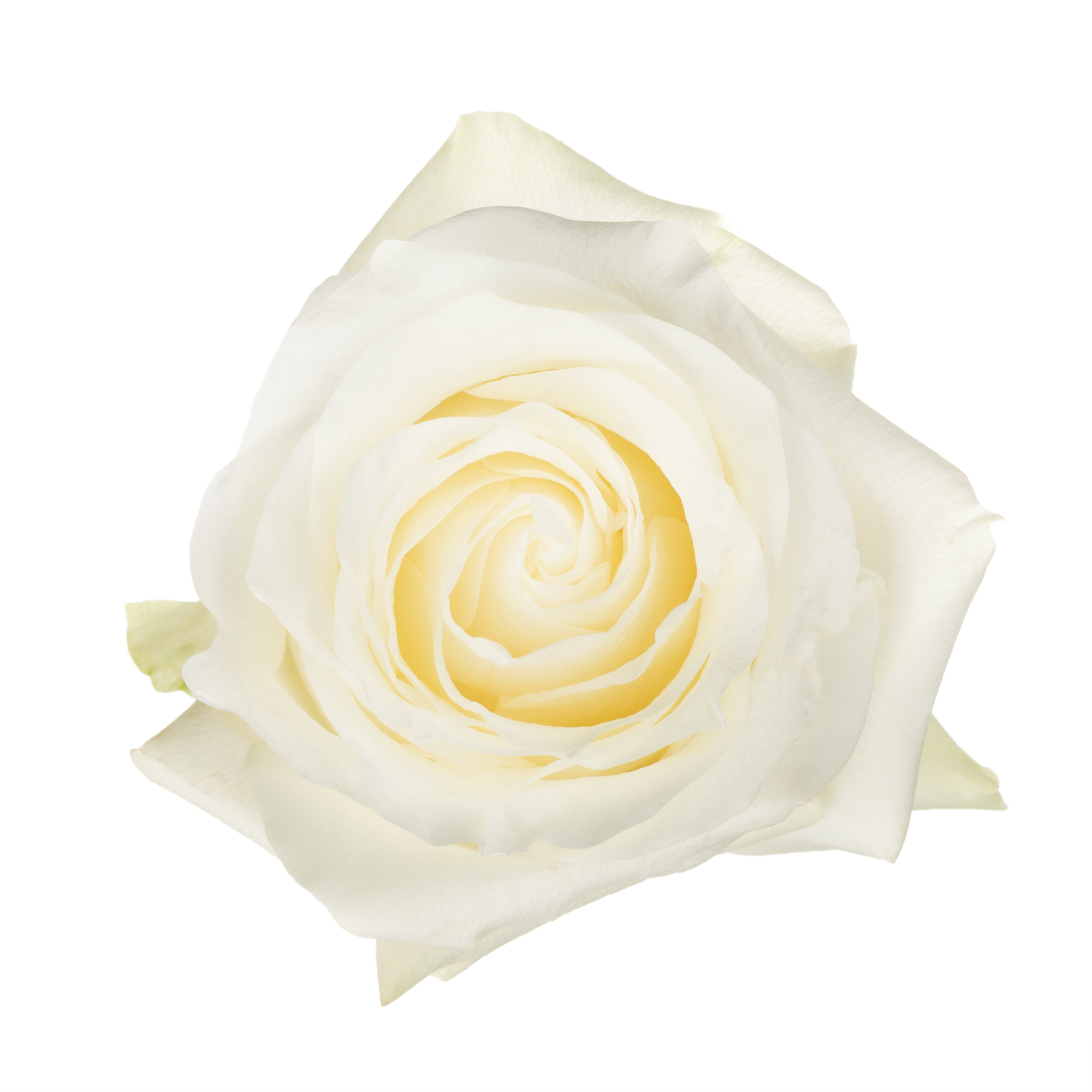 Proud – Botania Flower Boutique
