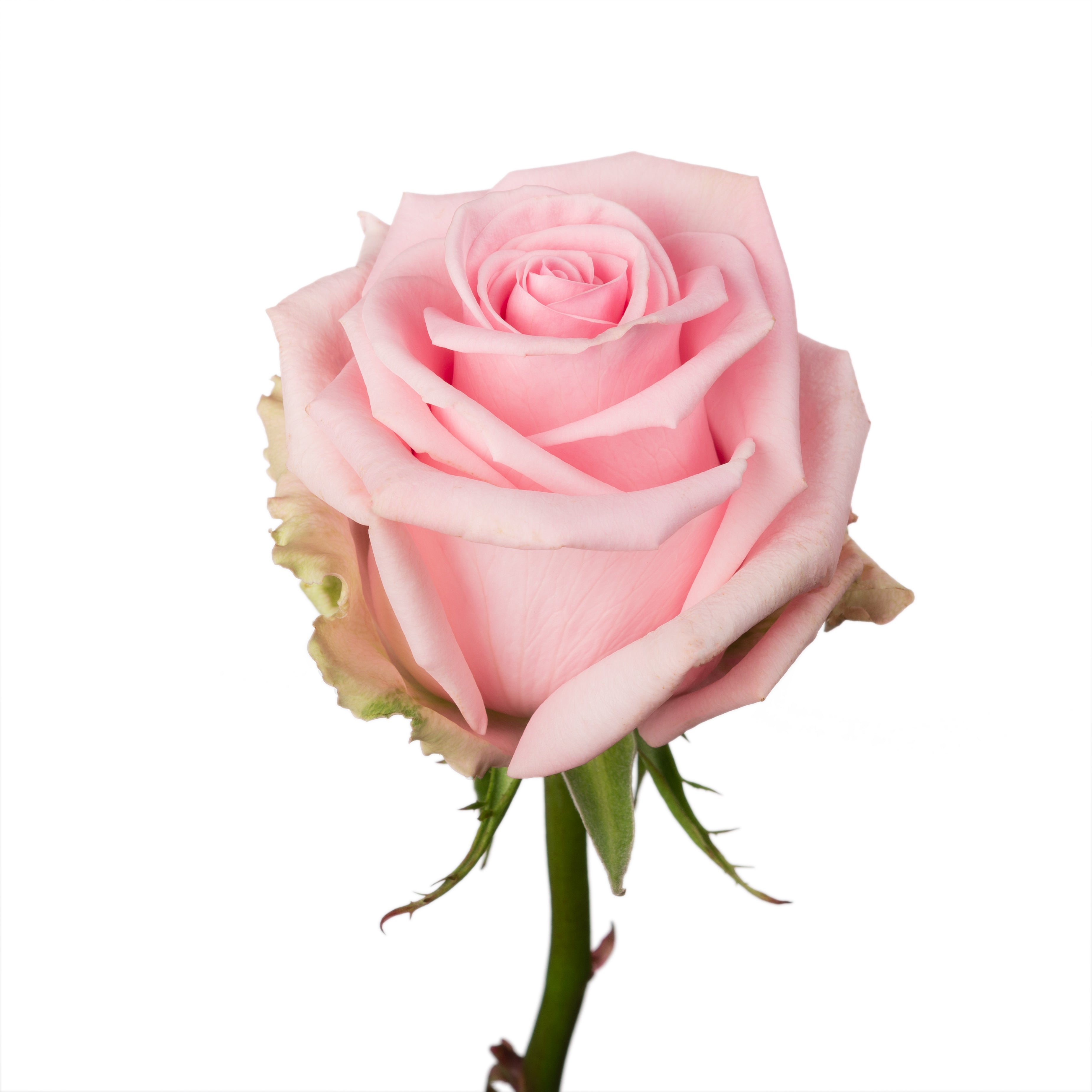 Sweet Cake – Botania Flower Boutique