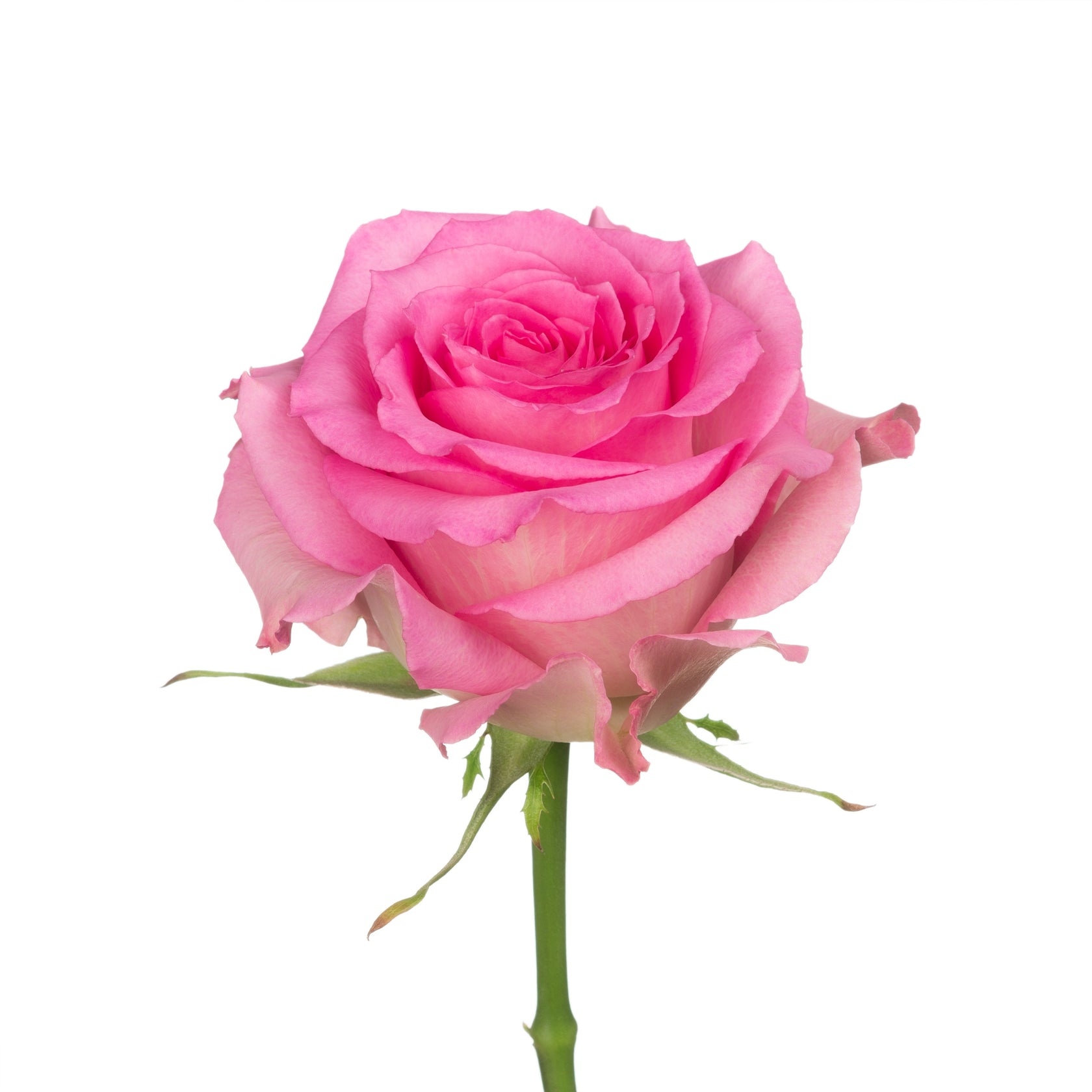 Sweet Unique – Botania Flower Boutique