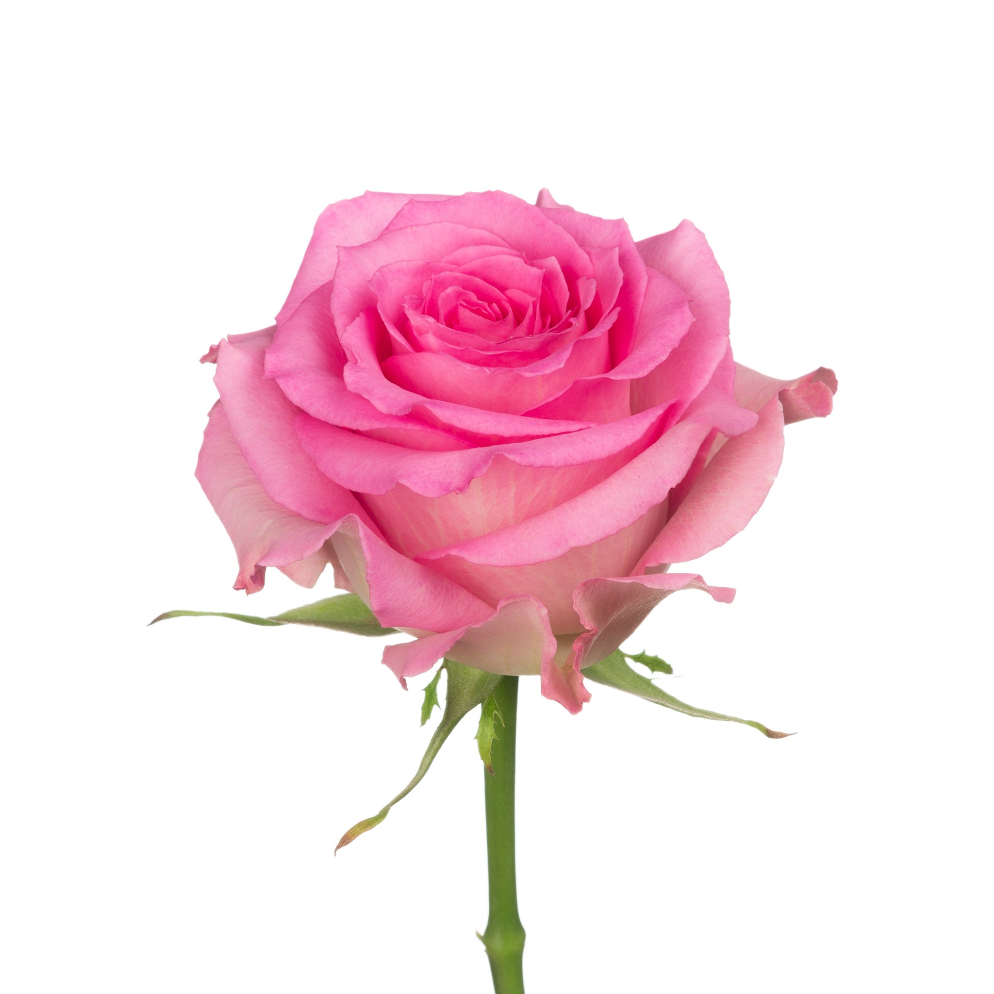 Sweet Unique – Botania Flower Boutique