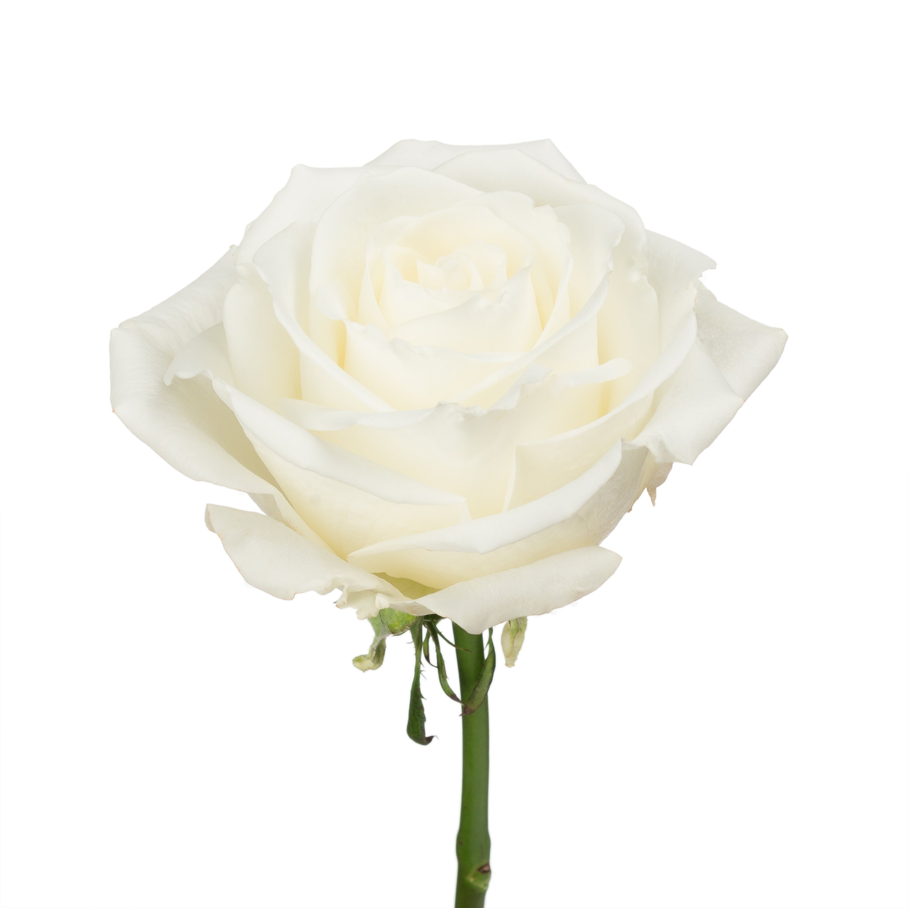 Tibet! – Botania Flower Boutique