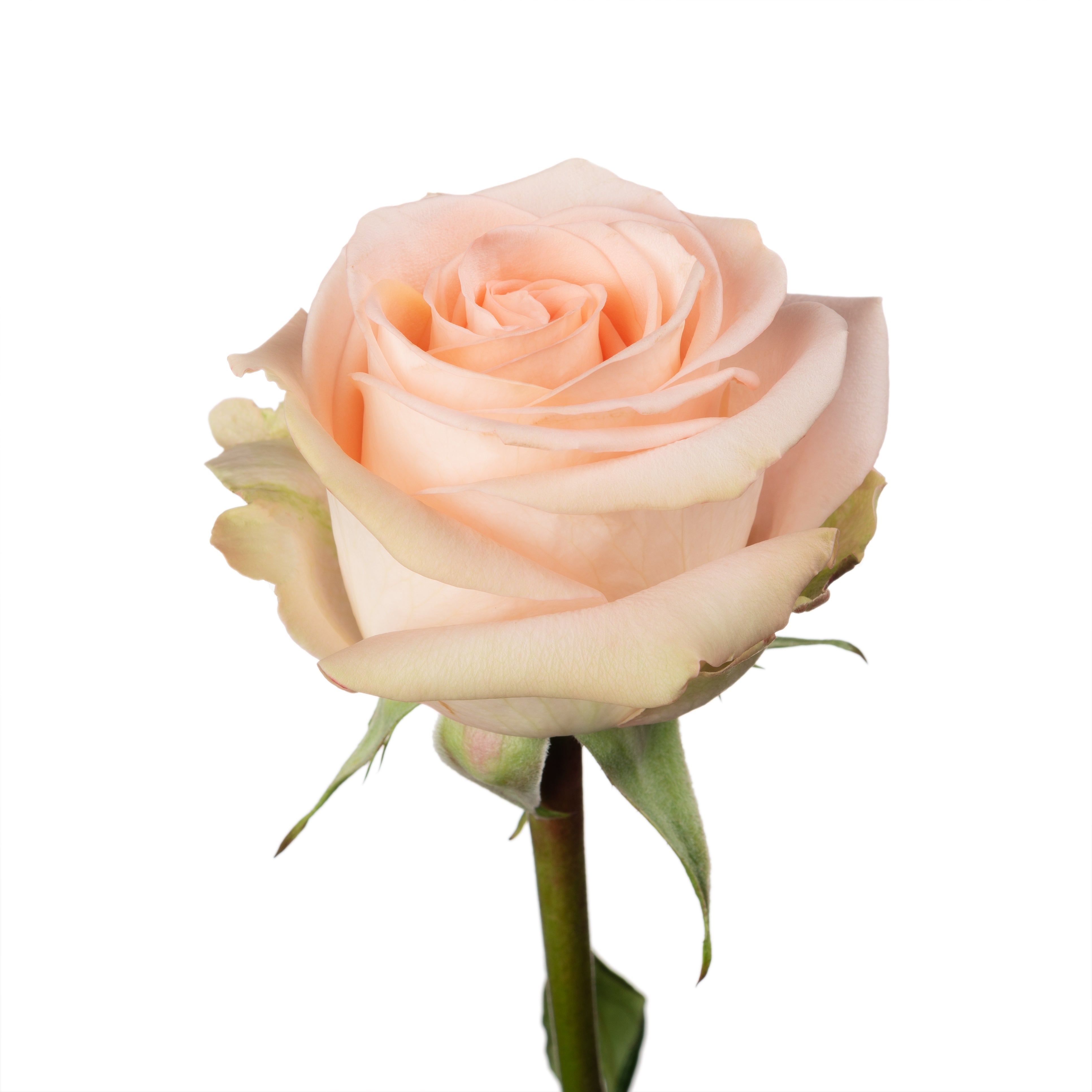 Tiffany – Botania Flower Boutique