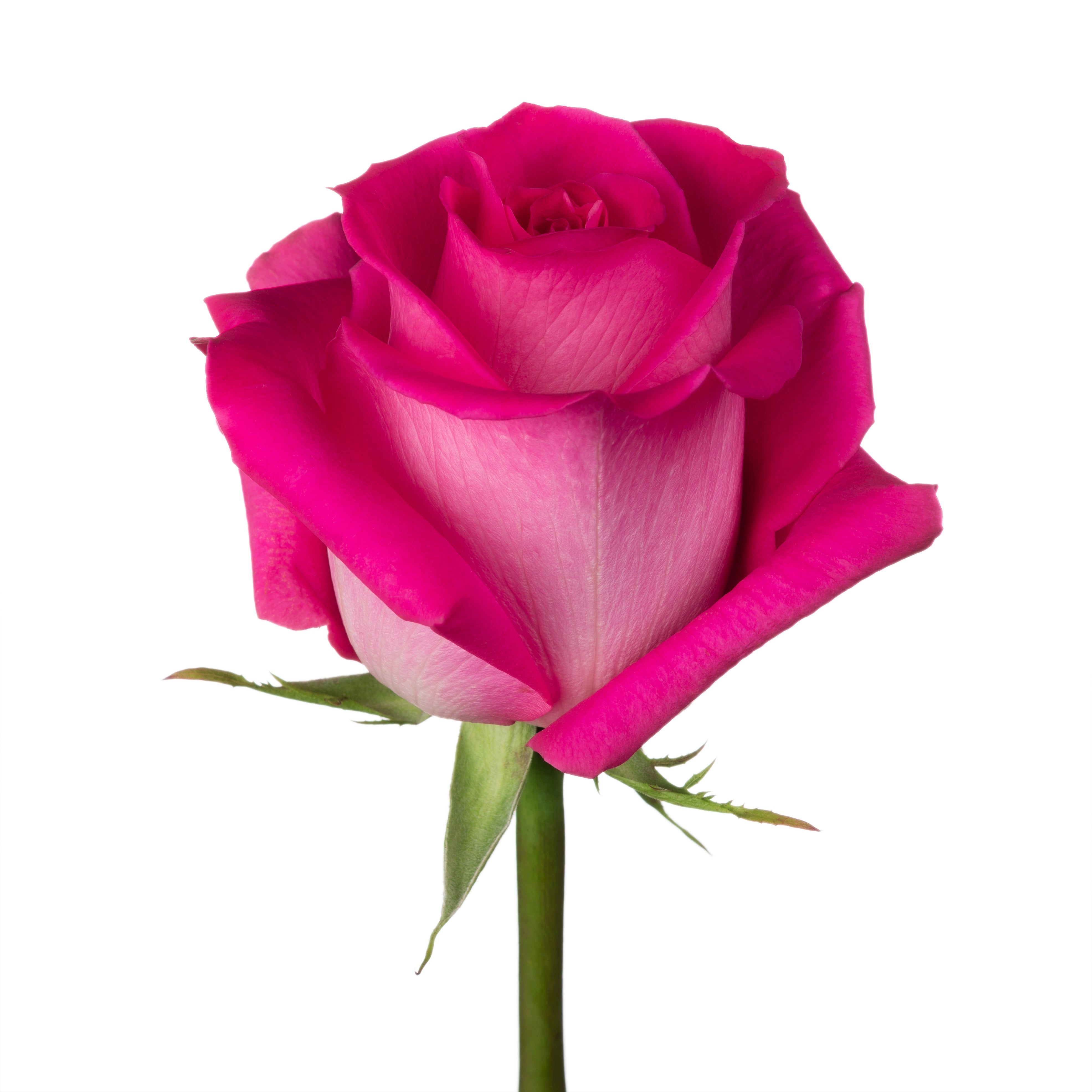 Topaz – Botania Flower Boutique