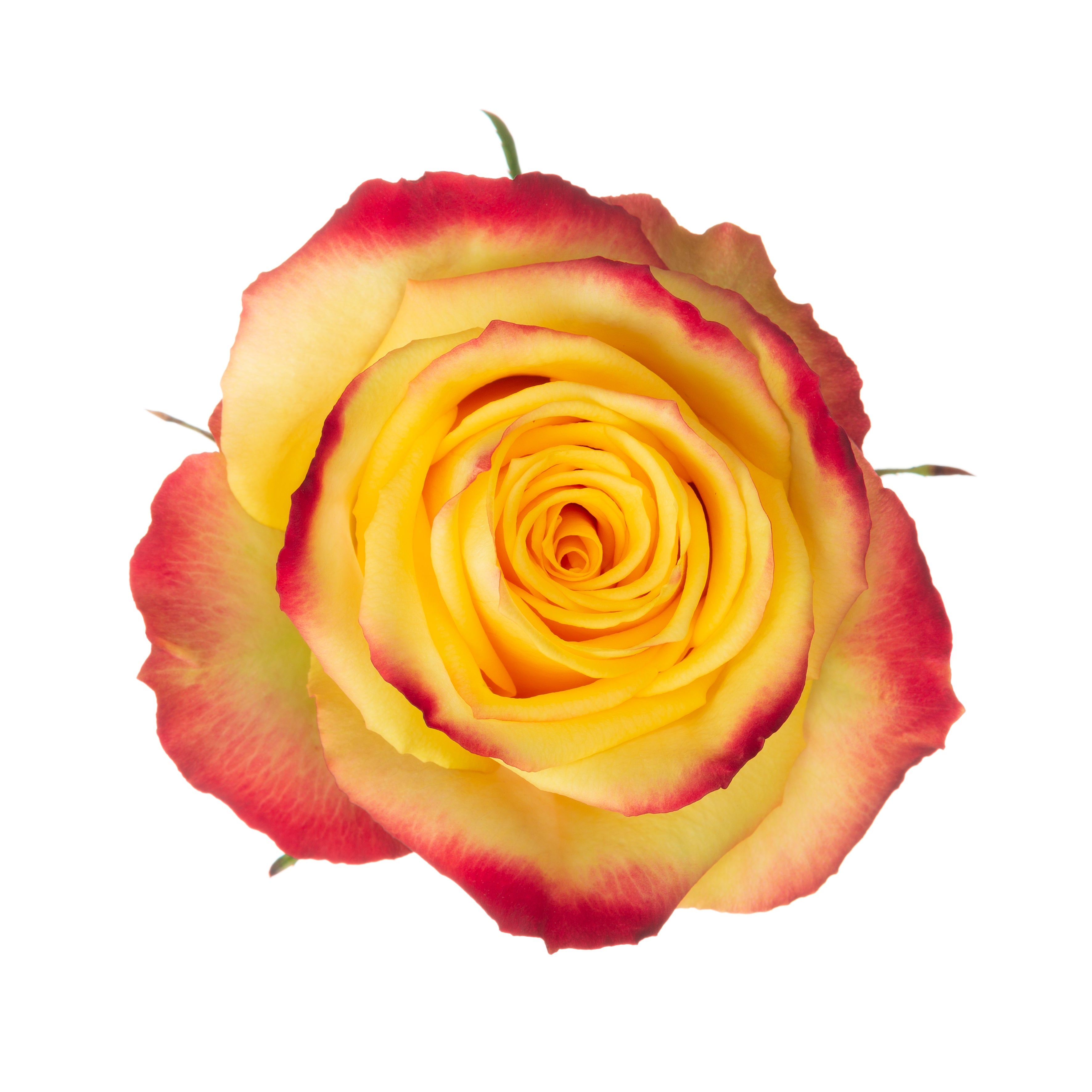 Tutti Frutti – Botania Flower Boutique