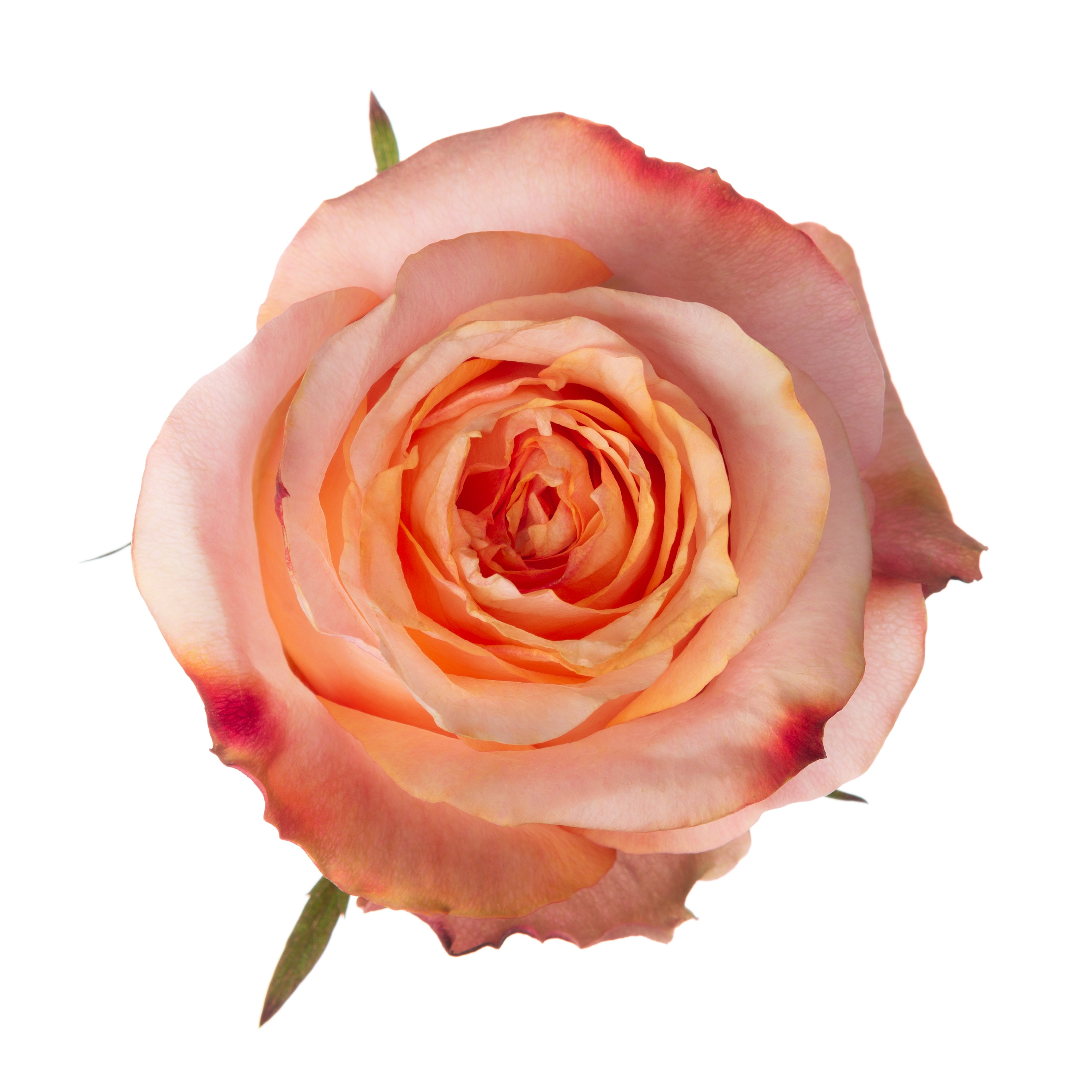 Twilight – Botania Flower Boutique