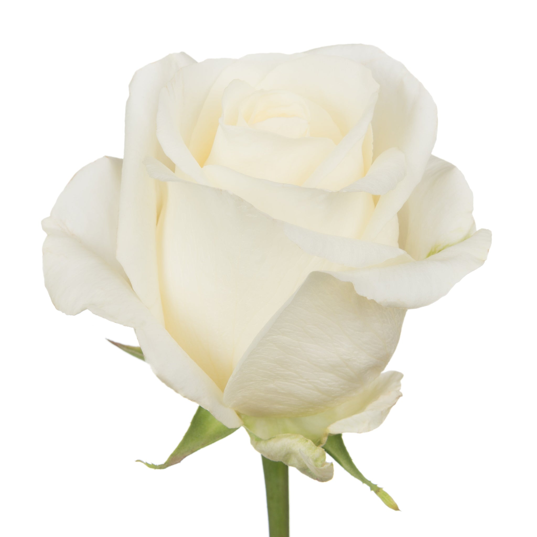 White Chocolate – Botania Flower Boutique