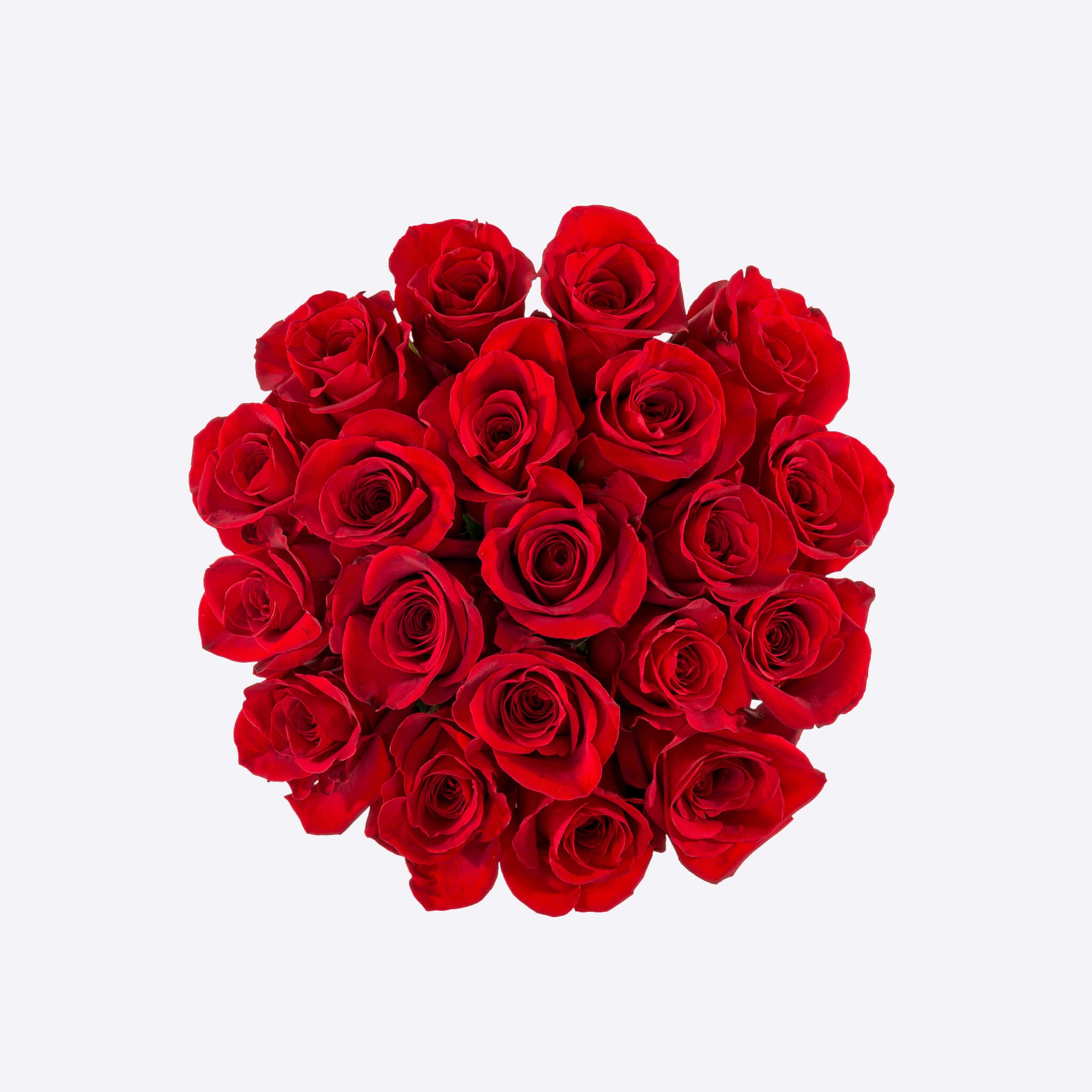 Re:wild The Avalon – Botania Flower Boutique